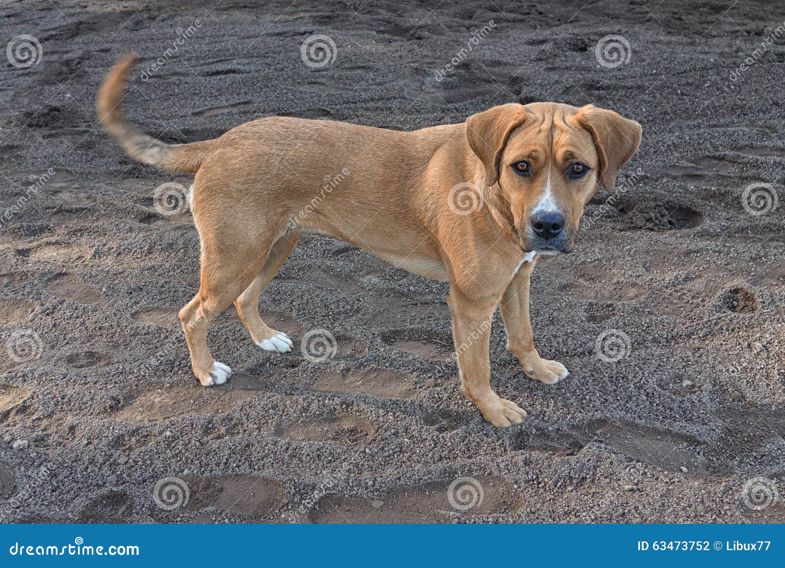 Dog Fawn Portrait stock photo. Image of brownish, camera - 63473752