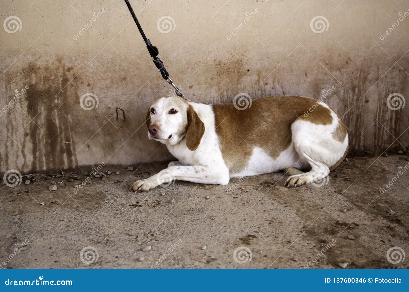 Dog with fear stock photo. Image of nice, chocolate - 137600346