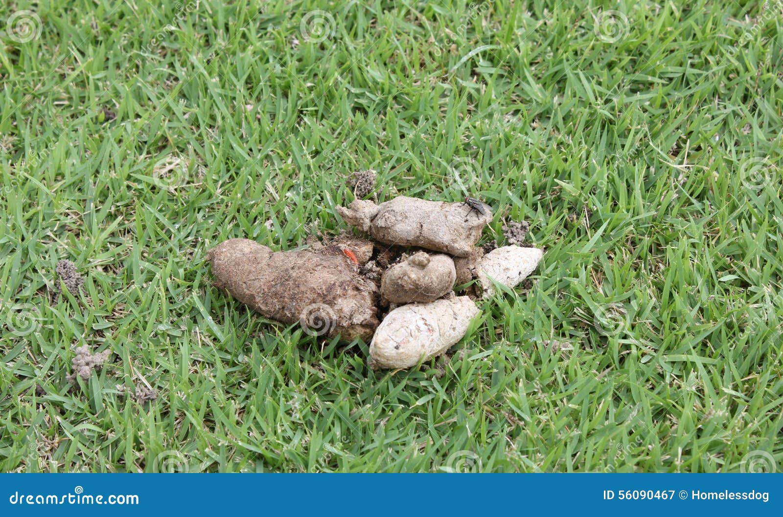 Dog feces stock image. Image of dirt, kall, shoe, gravel - 56090467