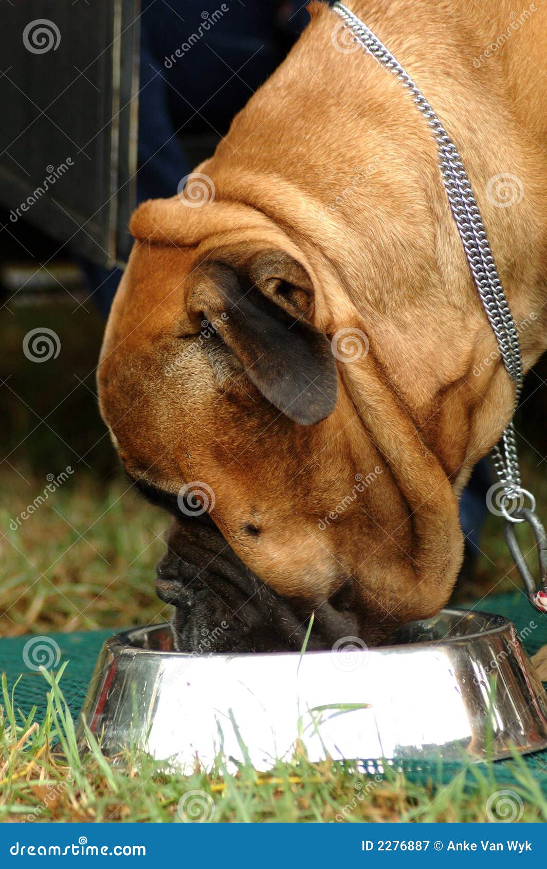 Dog feeding stock image. Image of faces, eats, bred, drink - 2276887