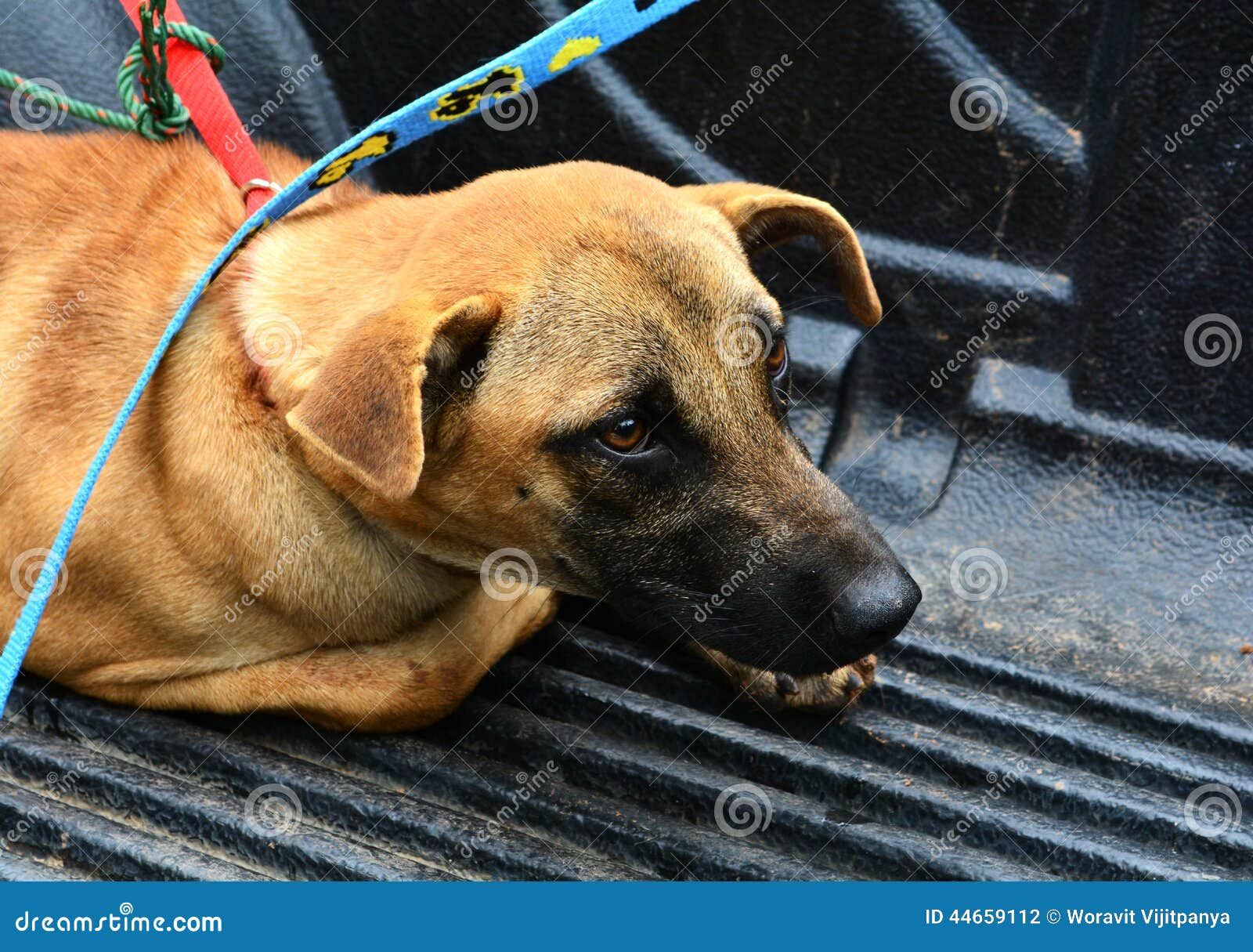 Dog feel pity for stock photo. Image of black, feel, animal - 44659112