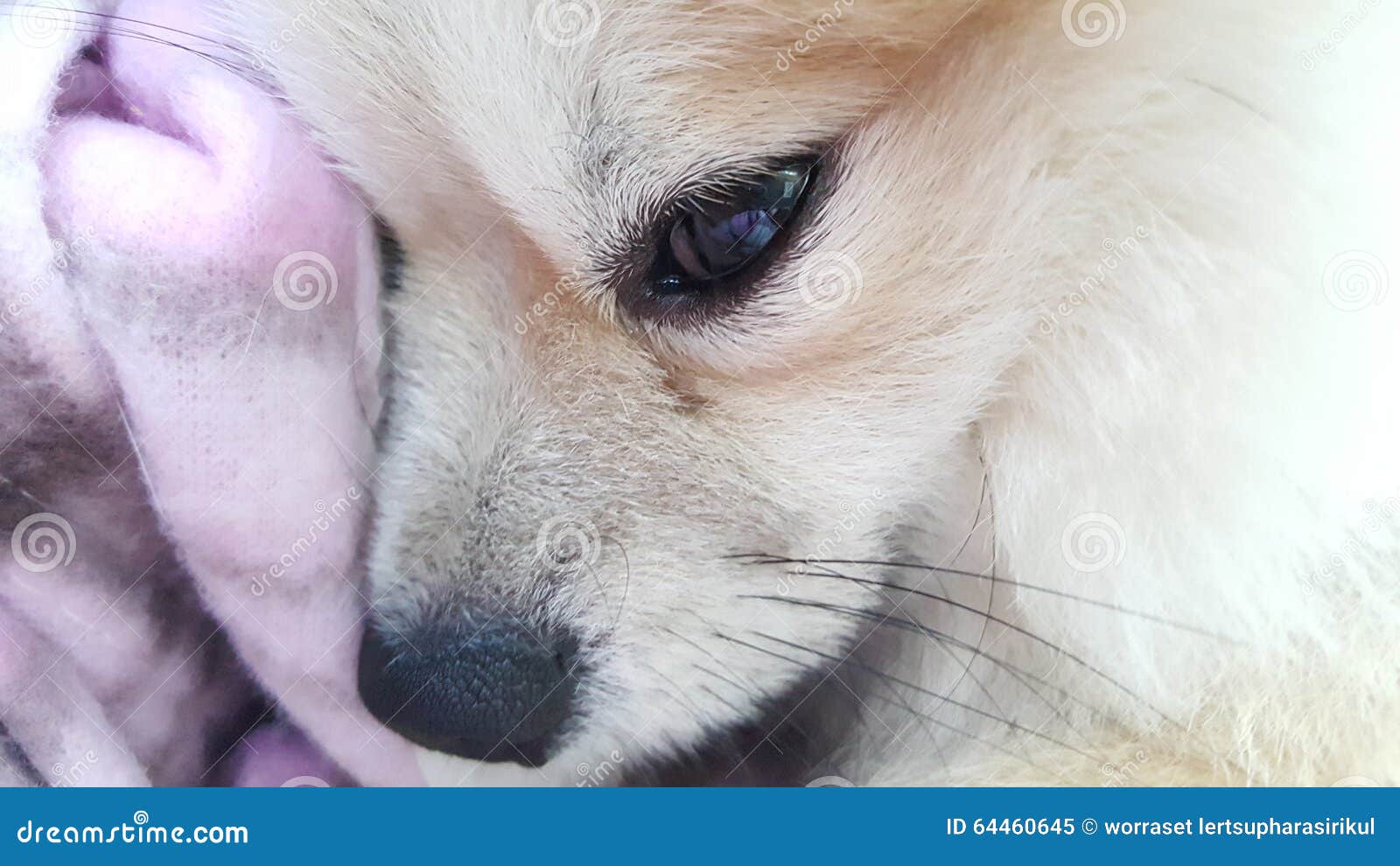 Dog feel sleepy stock image. Image of pets, sleepy, littlepuppy - 64460645