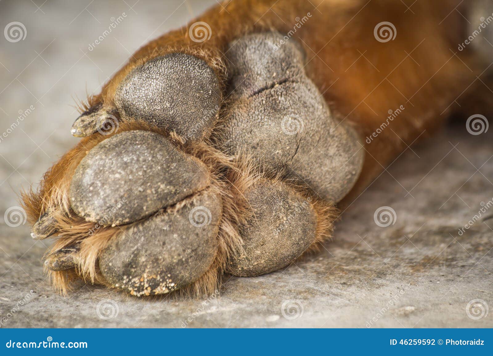 1,600 Dog Feet Legs Stock Photos - Free & Royalty-Free Stock Photos ...