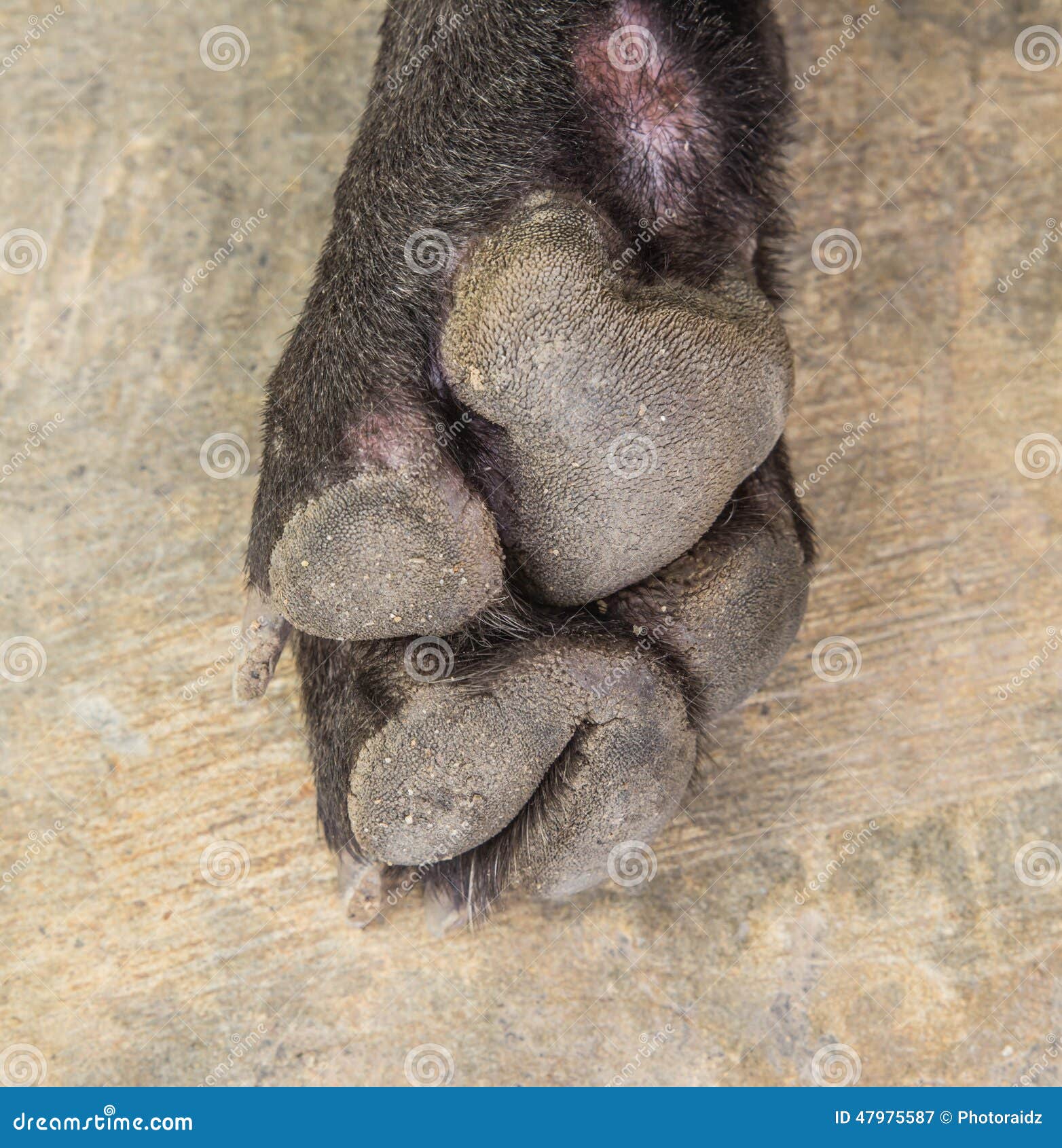 Dog feet and legs stock illustration. Illustration of beautiful - 47975587