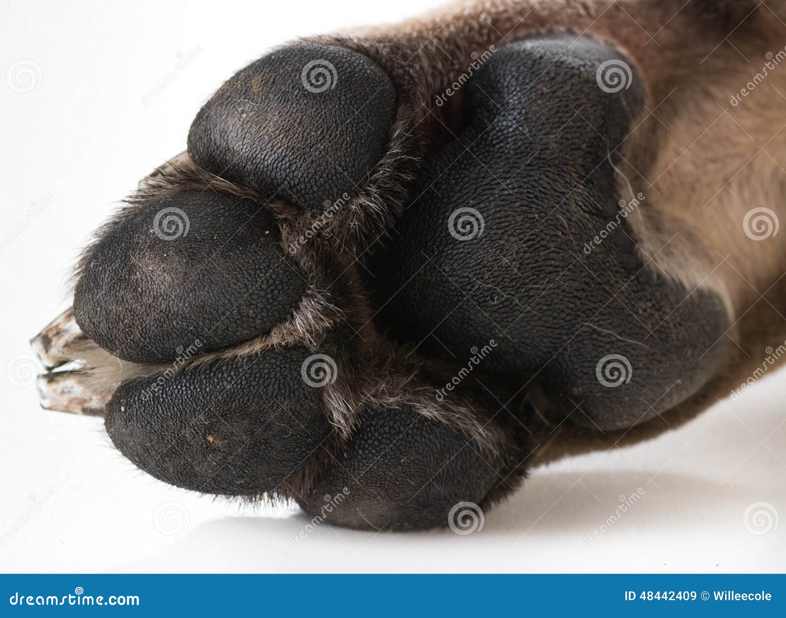 Dog feet stock image. Image of bottom, feet, animal, nails - 48442409