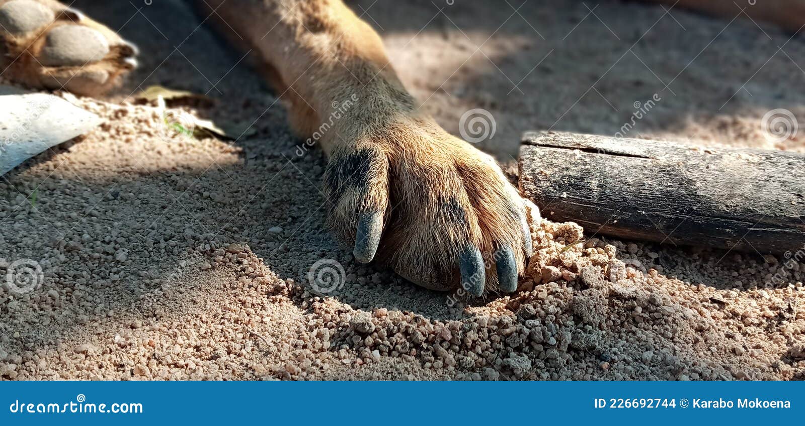 Bulldog& x27;s feets stock photo. Image of bulldog - 226692744