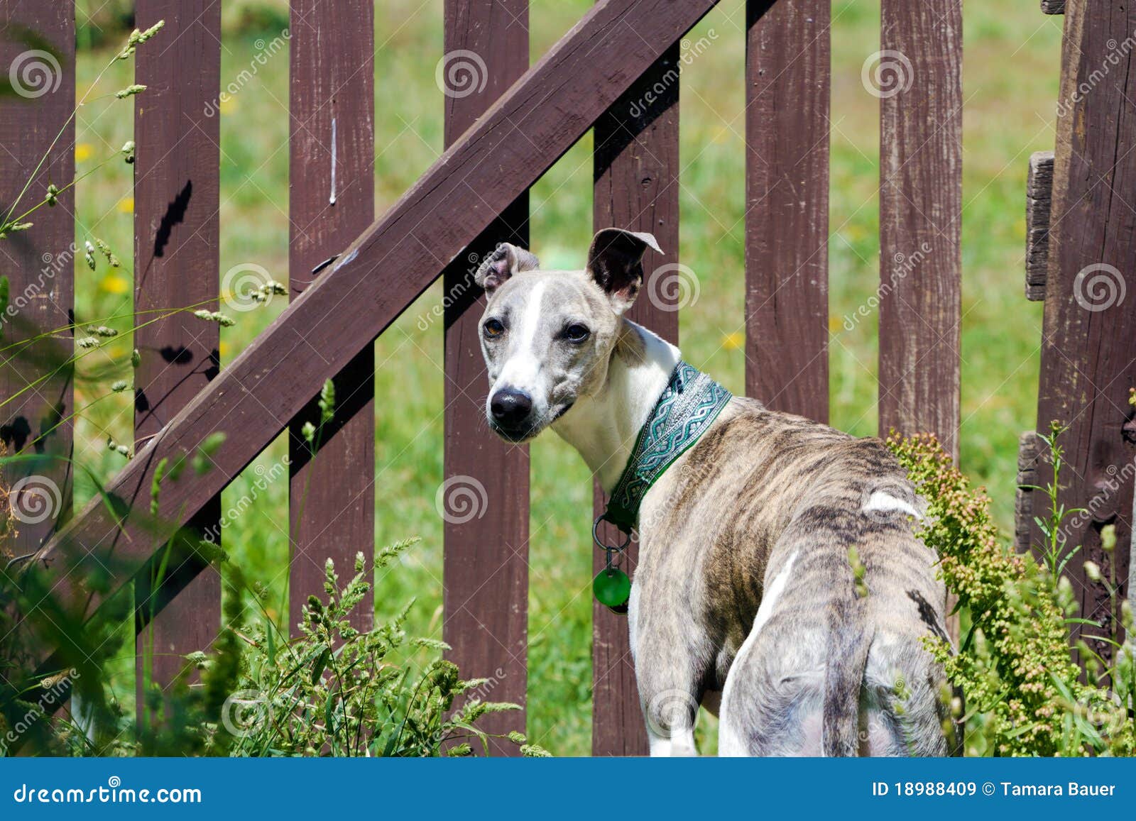 Dog at fence stock image. Image of purebred, alert, animal - 18988409