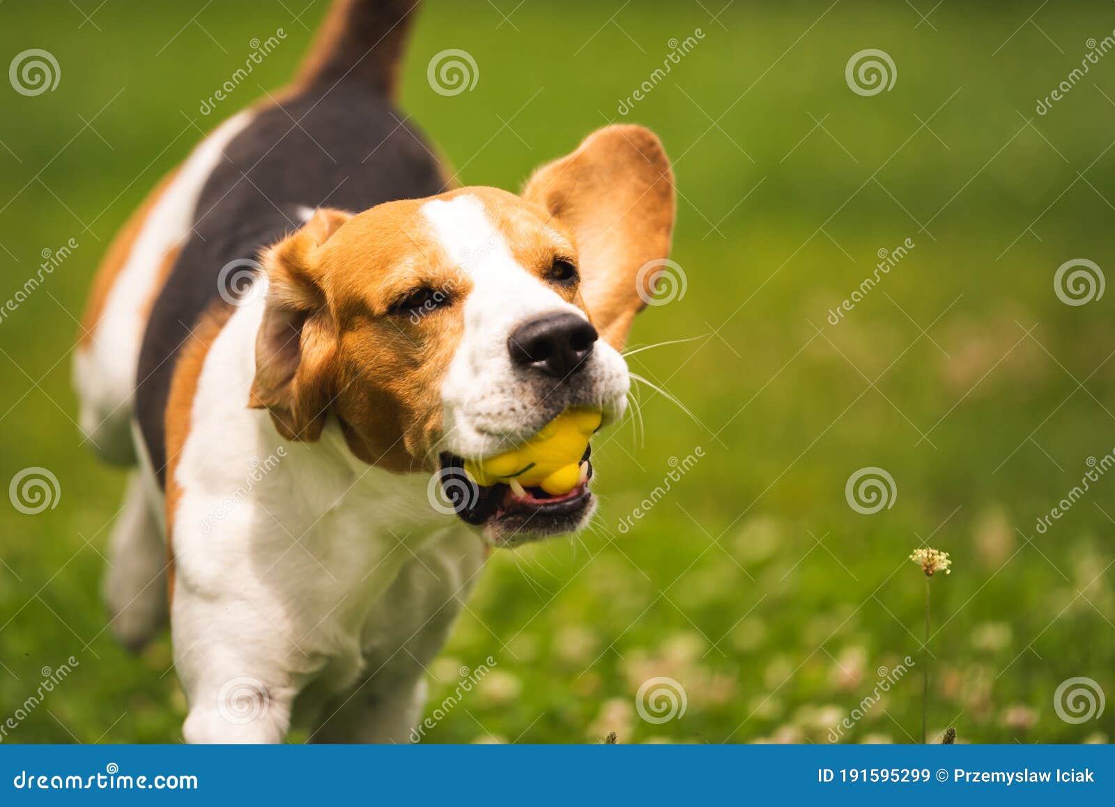 Dog Fetch a Yellow Ball in Backyard. Active Training with Beagle Dog ...