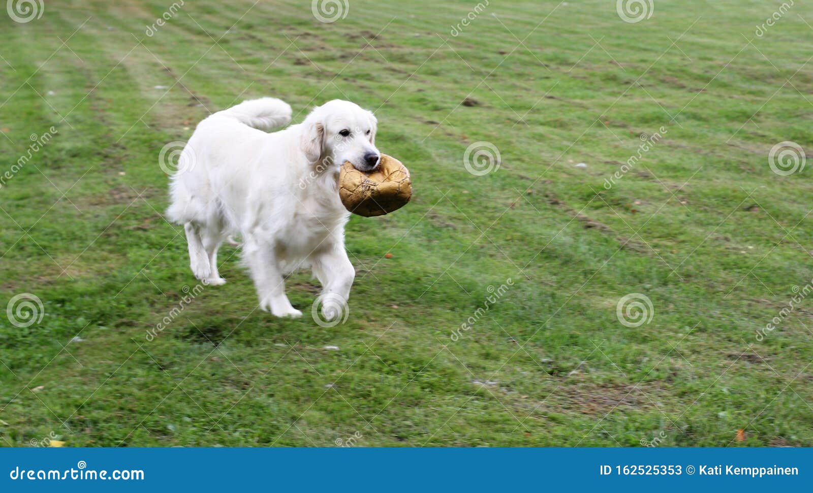 Dog fetching ball stock image. Image of beautiful, playing - 162525353