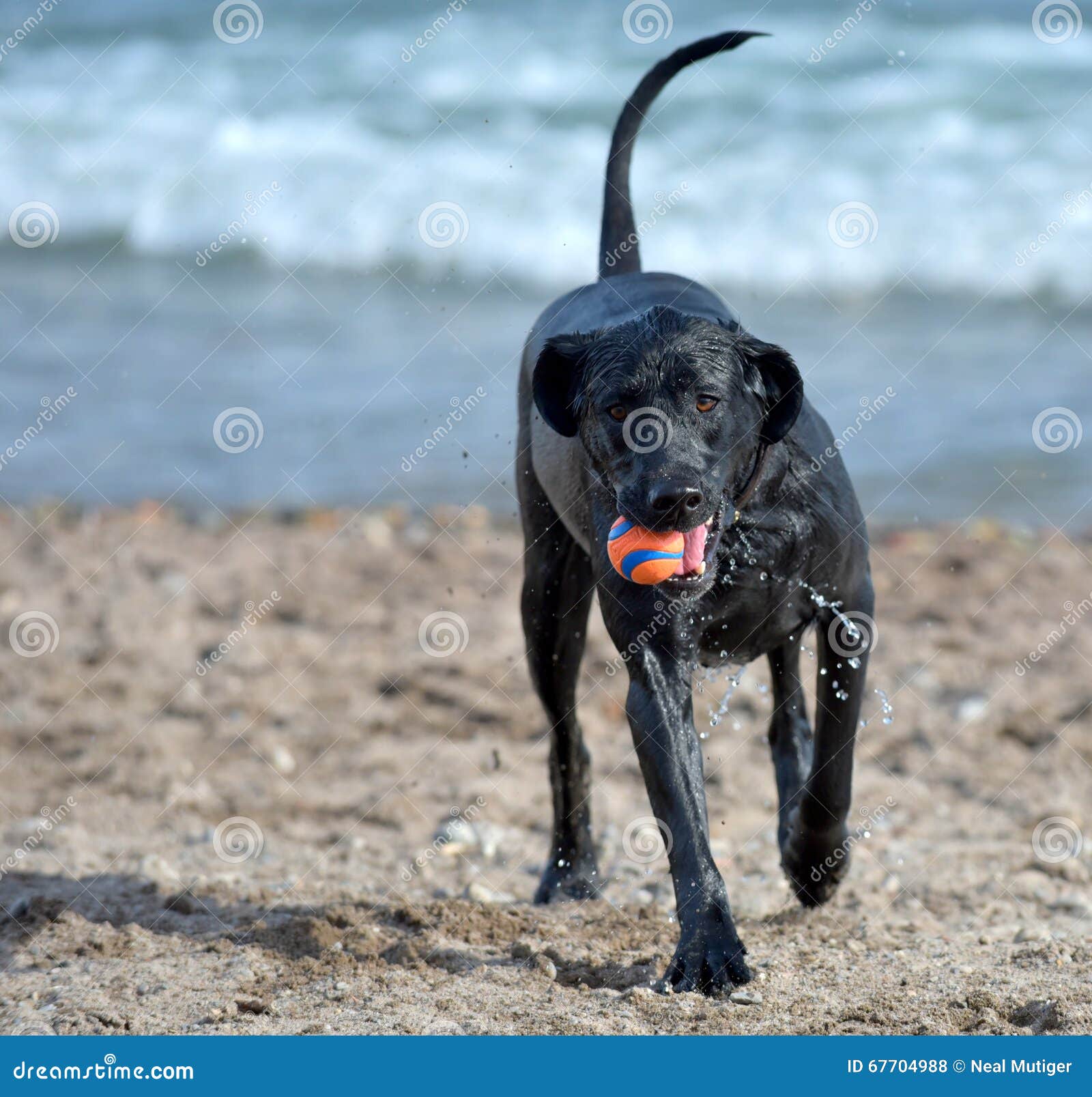 Dog Fetching Ball stock photo. Image of water, ball, storm - 67704988