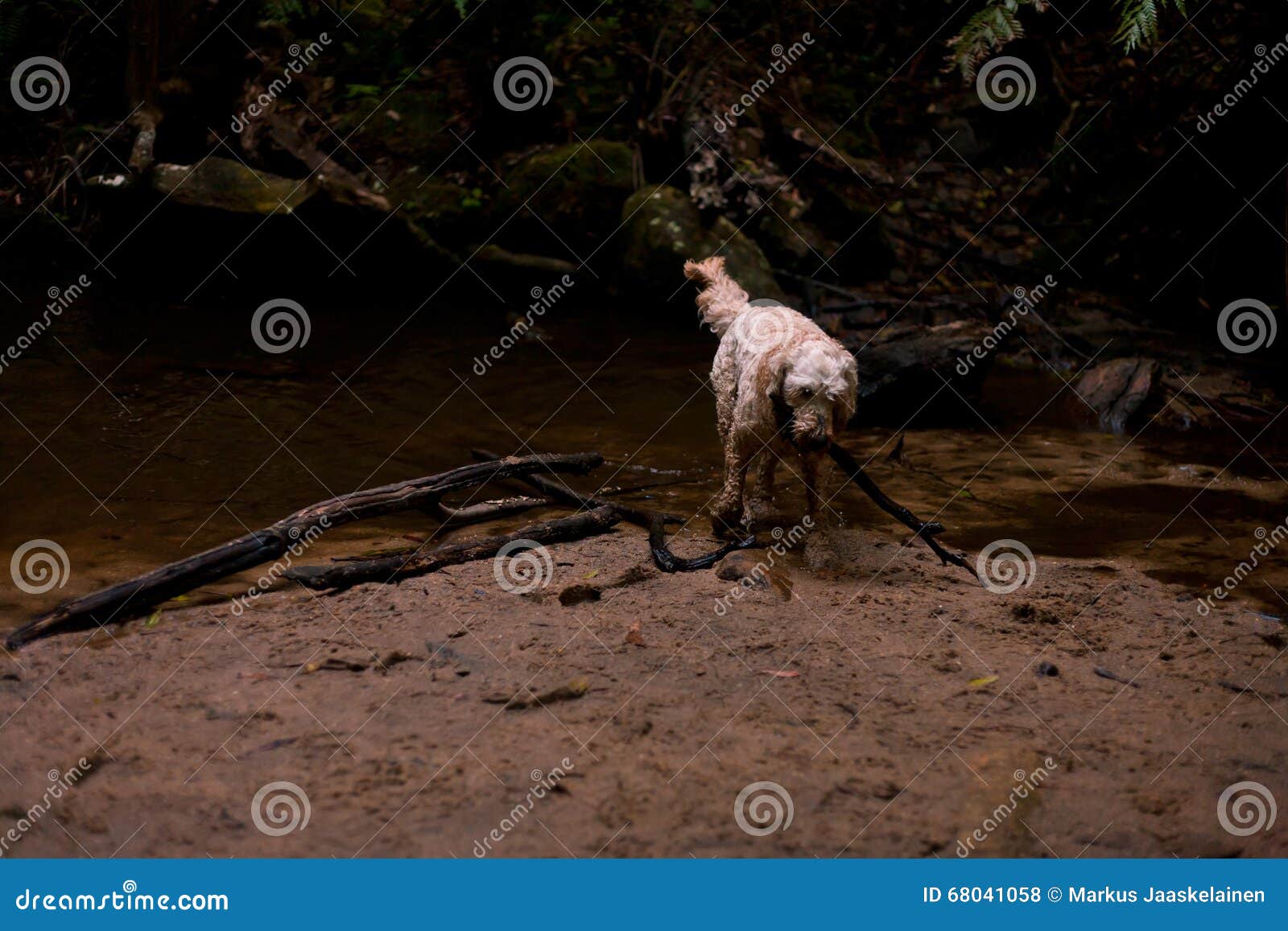 Dog Fetching a Big Stick at a Waterfall Pool Stock Photo - Image of ...