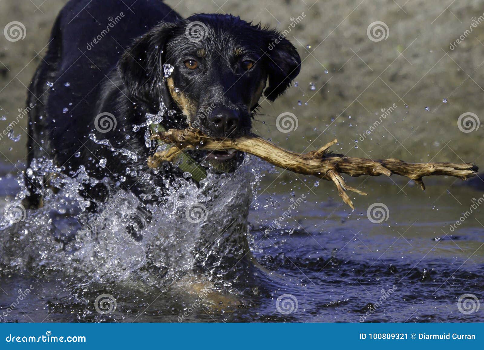 Dog Fetching Stick in Water Stock Image - Image of splashing, fetch ...