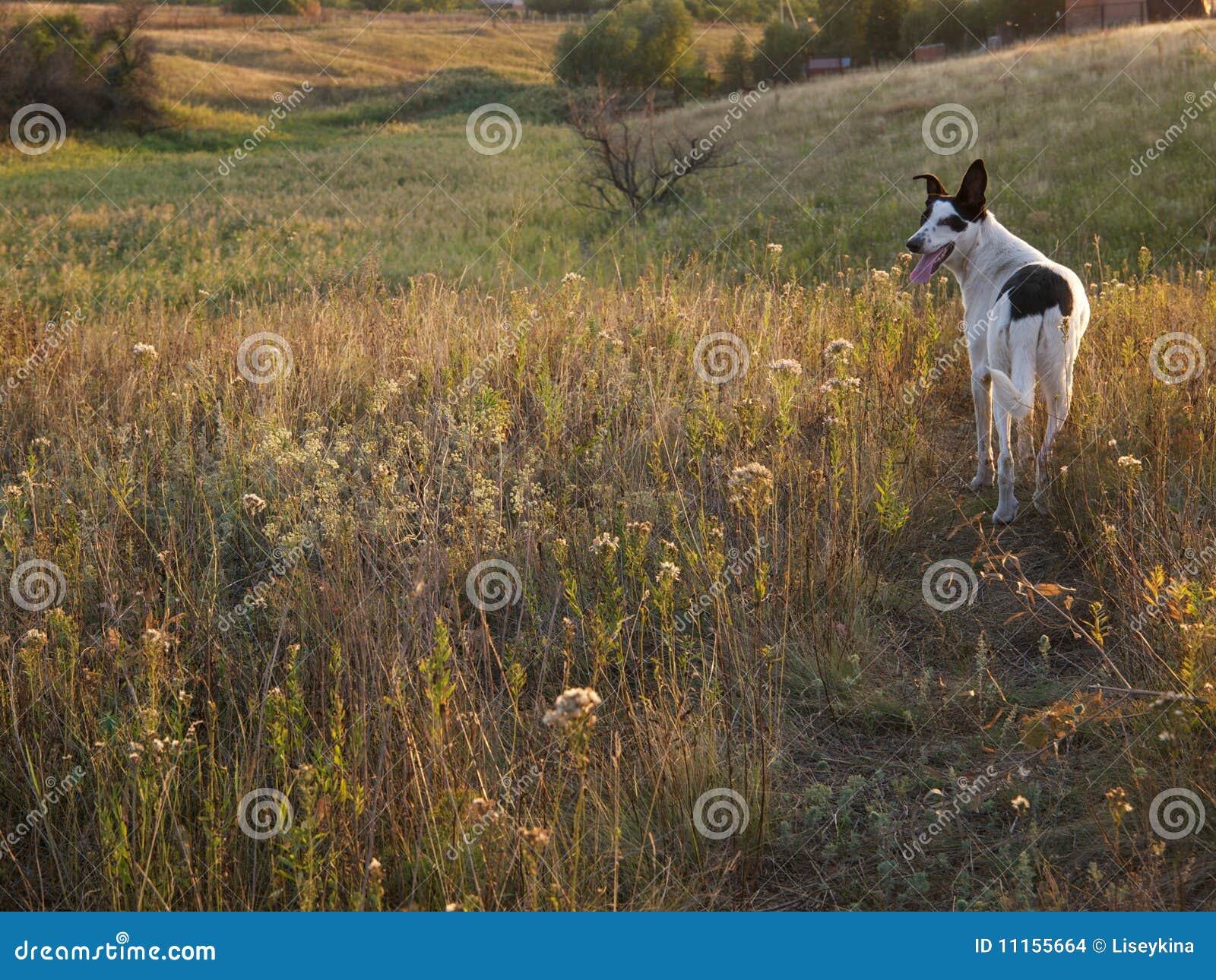 Dog on field stock photo. Image of field, scenic, autumn - 11155664