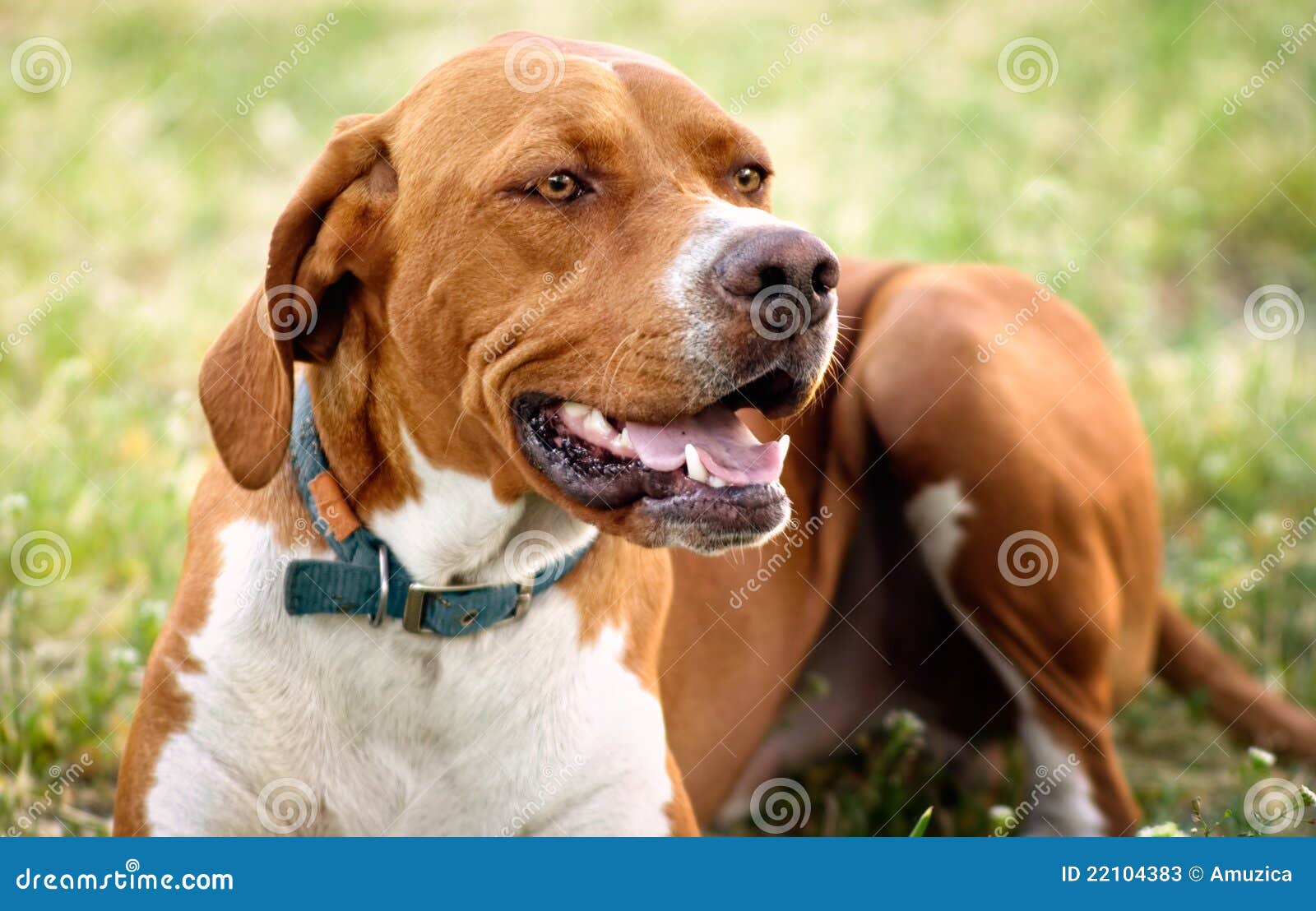 Dog in a field stock image. Image of shorthair, grass - 22104383