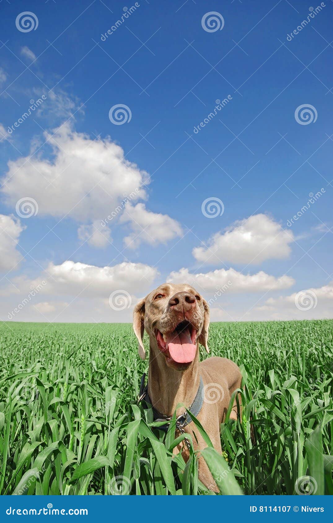 Dog in field stock image. Image of pedigree, field, funny - 8114107