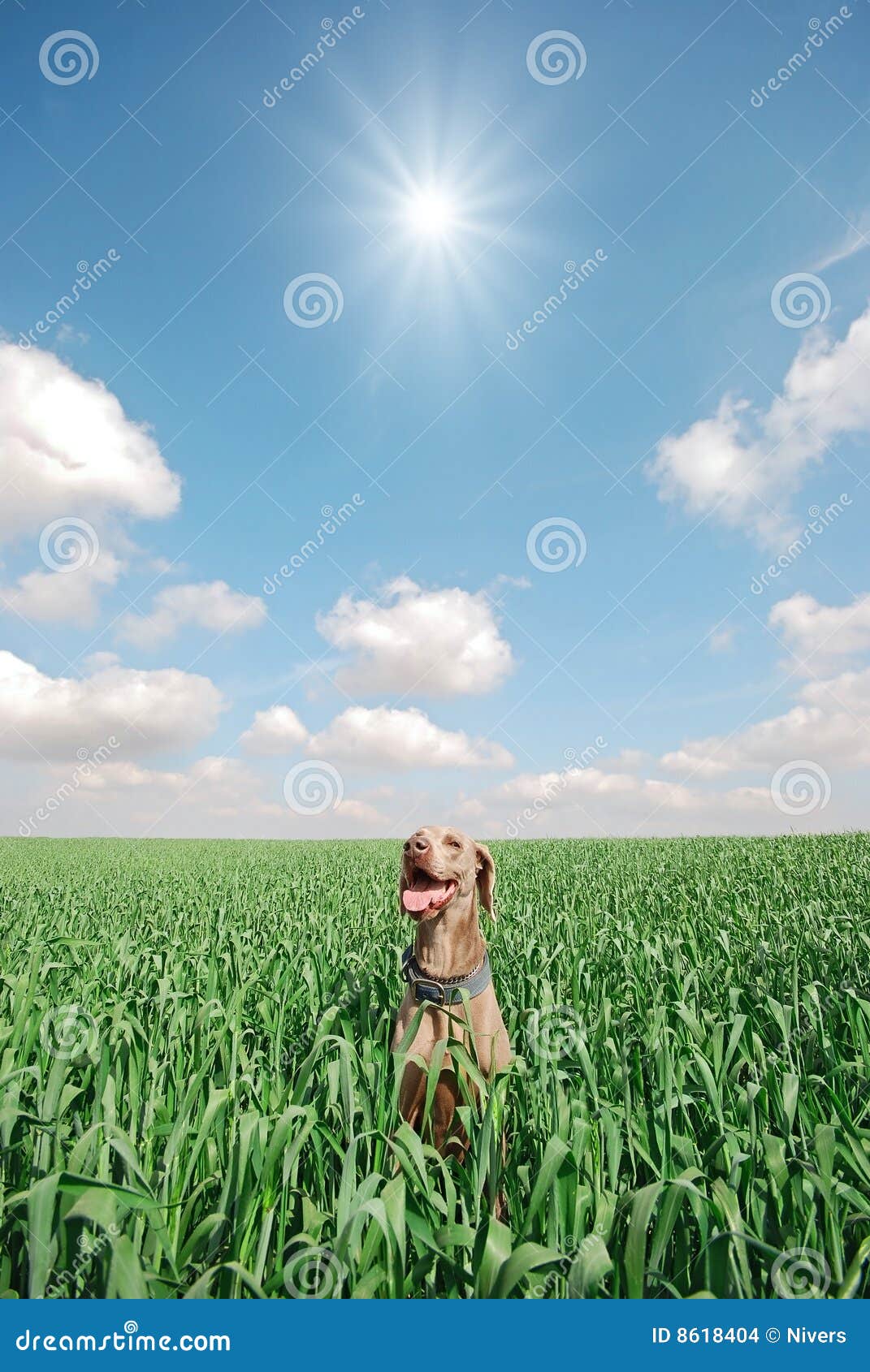 Dog in field stock photo. Image of explorer, natural, exploring - 8618404