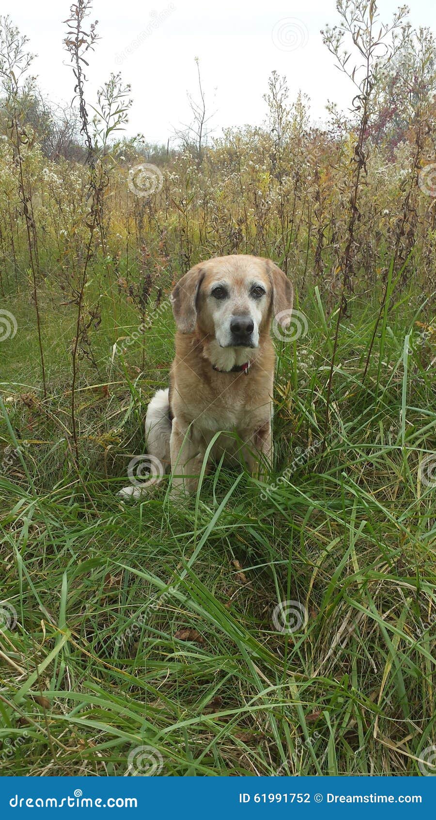 Dog in field stock photo. Image of great, grass, animal - 61991752