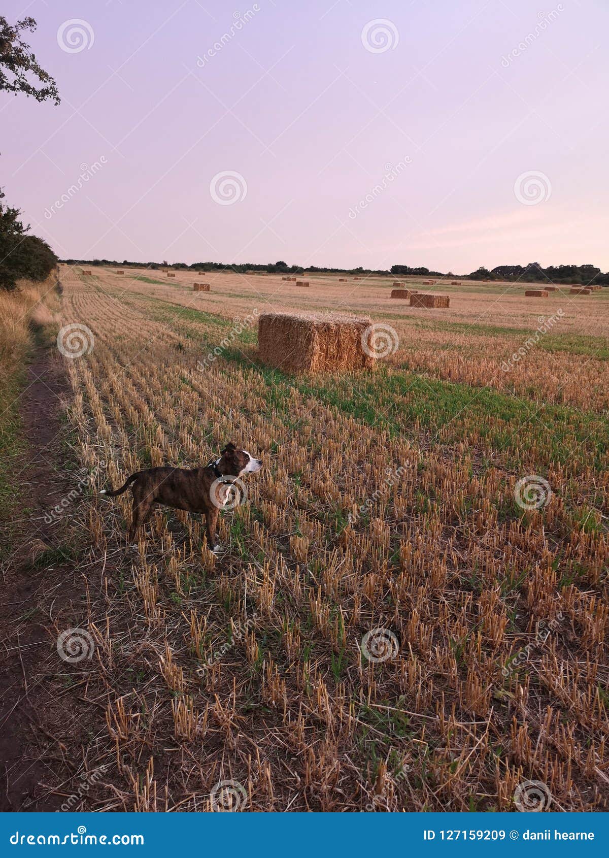 Dog in a field stock image. Image of farm, summer, warm - 127159209
