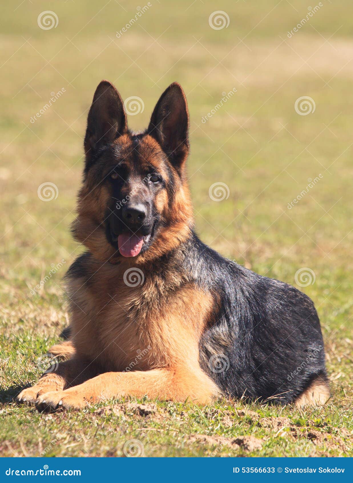 Dog in the field stock image. Image of protection, brown - 53566633