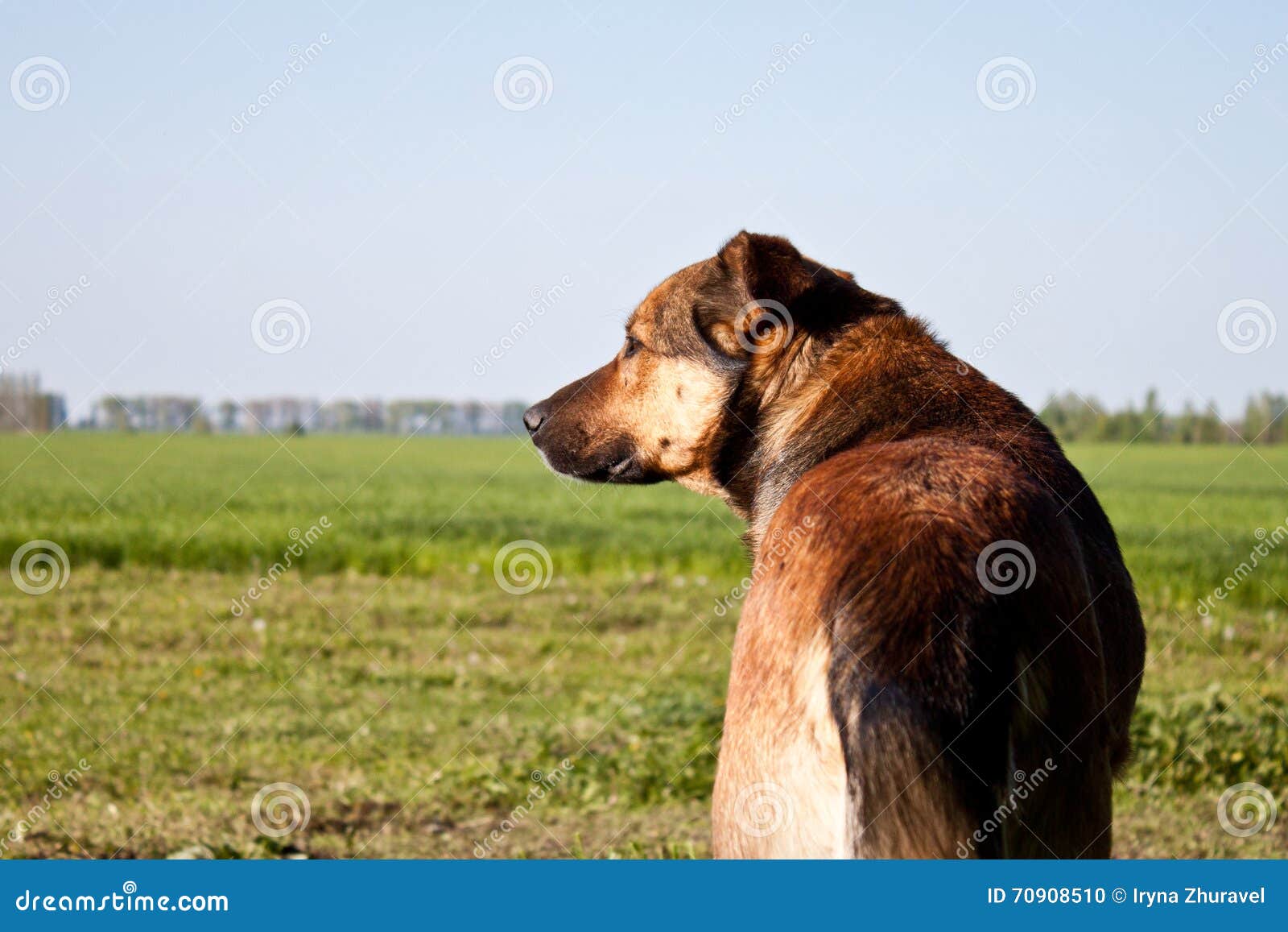 Dog in the field stock photo. Image of cute, animal, expression - 70908510