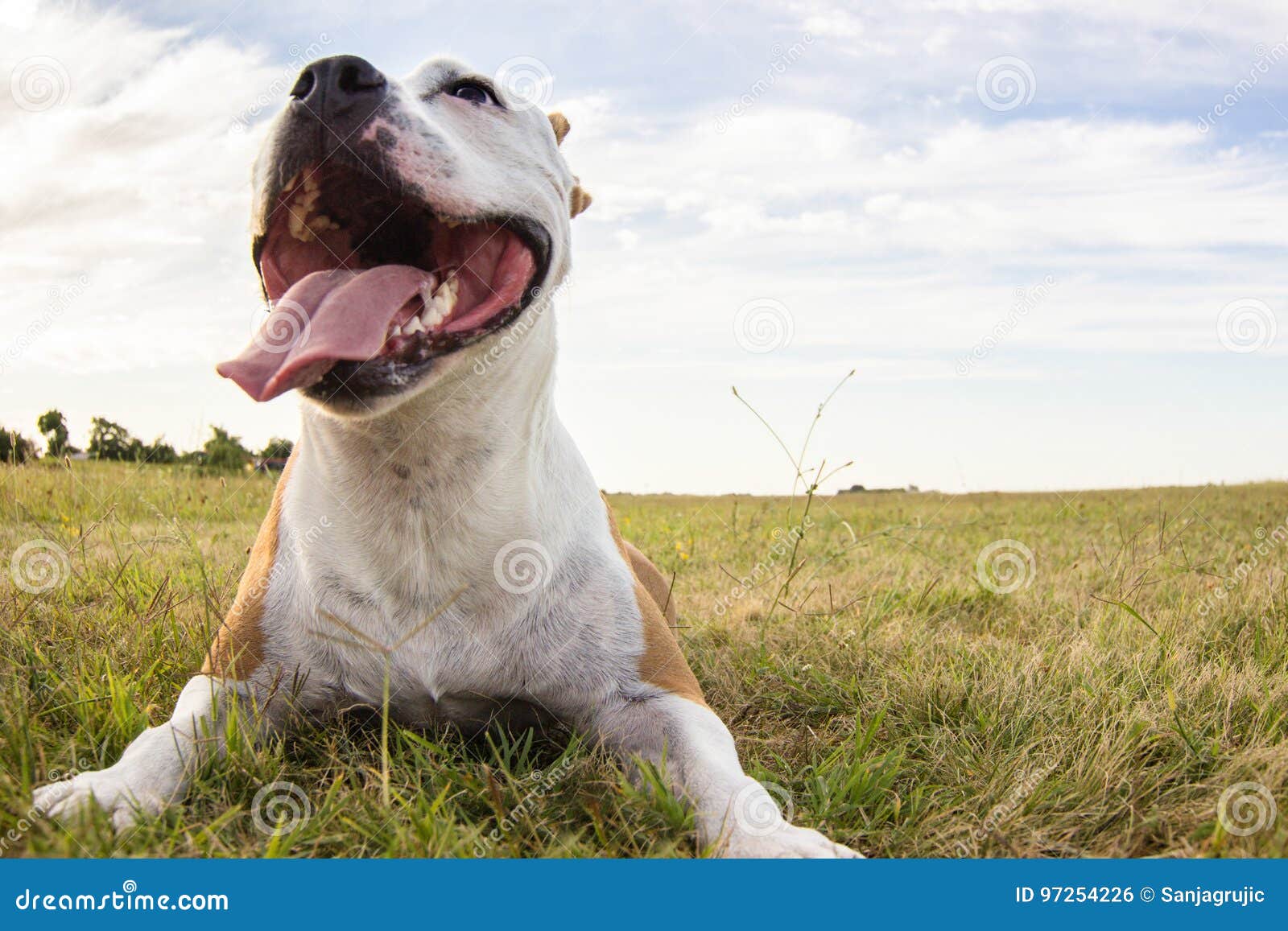 Dog in field portrait stock photo. Image of adult, nature - 97254226