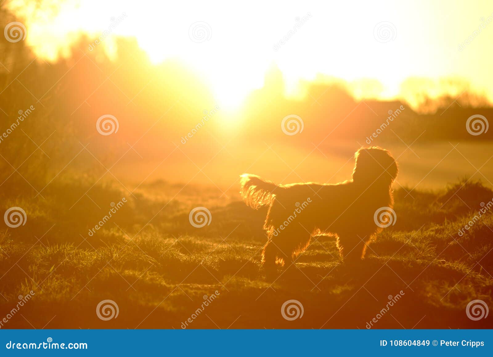 Sunrise dog stock image. Image of sunrise, spaniel, golden - 108604849