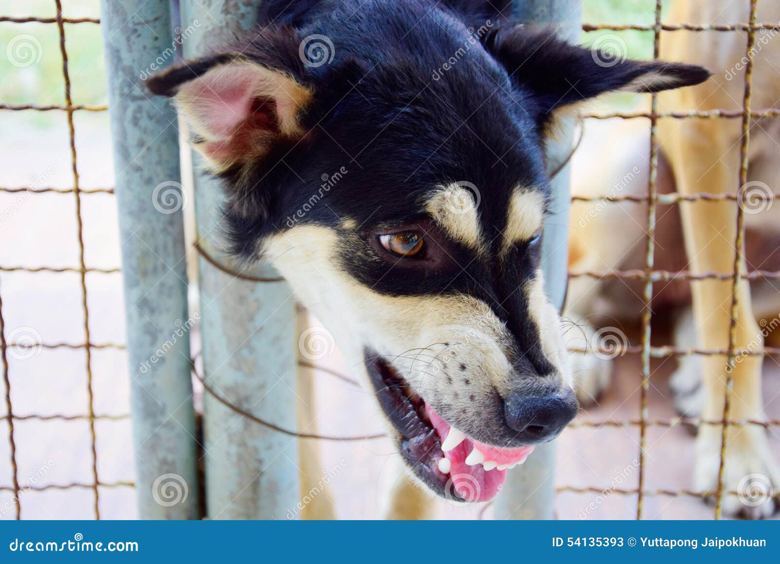 Dog fierce stock image. Image of barking, danger, fierce - 54135393
