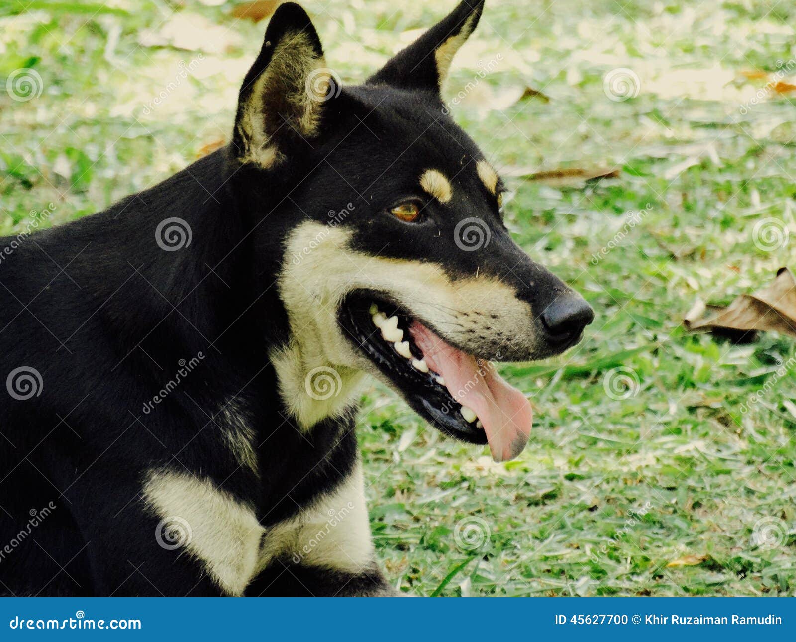 A dog stock photo. Image of fierce, animal, guard, guardian - 45627700