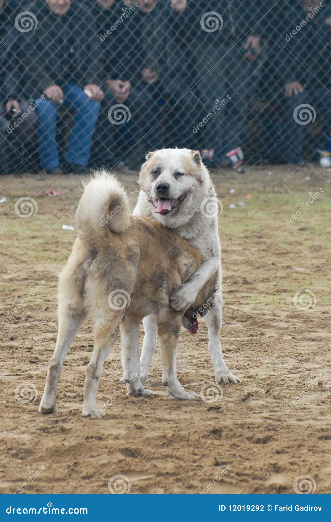 Dog fight stock photo. Image of power, ring, stamina - 12019292