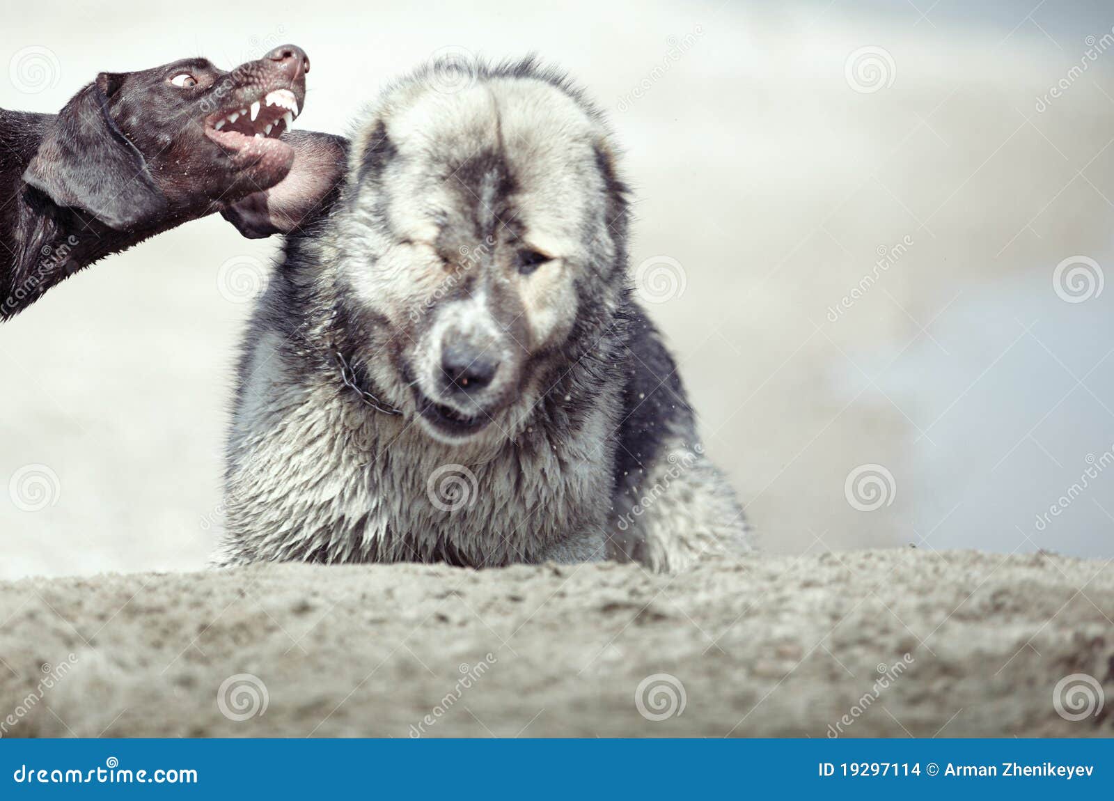 Dog fight stock photo. Image of attack, color, lifestyle - 19297114
