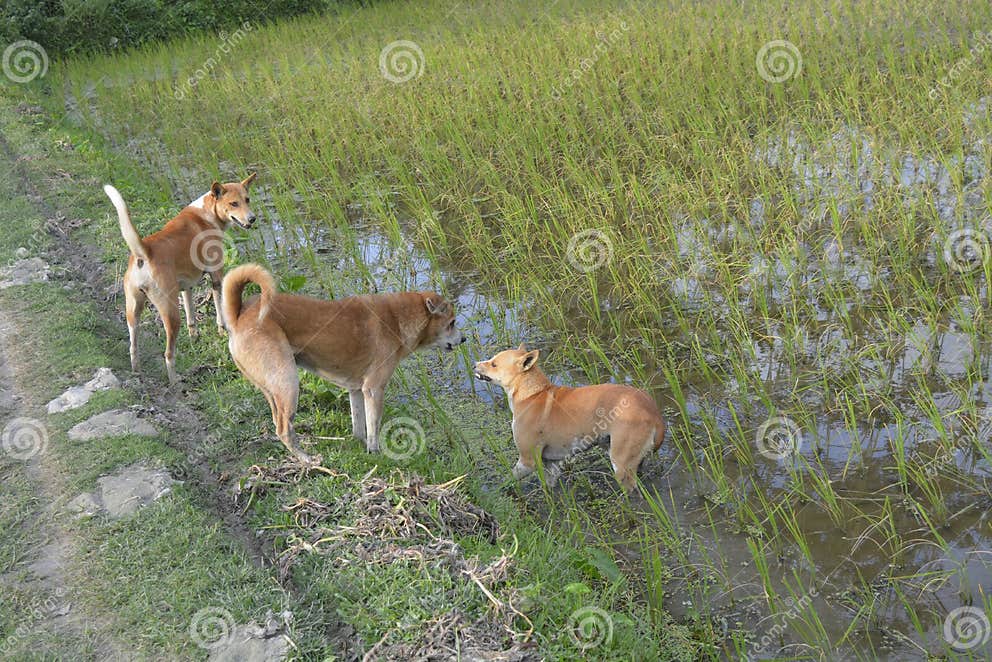 Dog fight stock image. Image of fight, dogi - 223871723