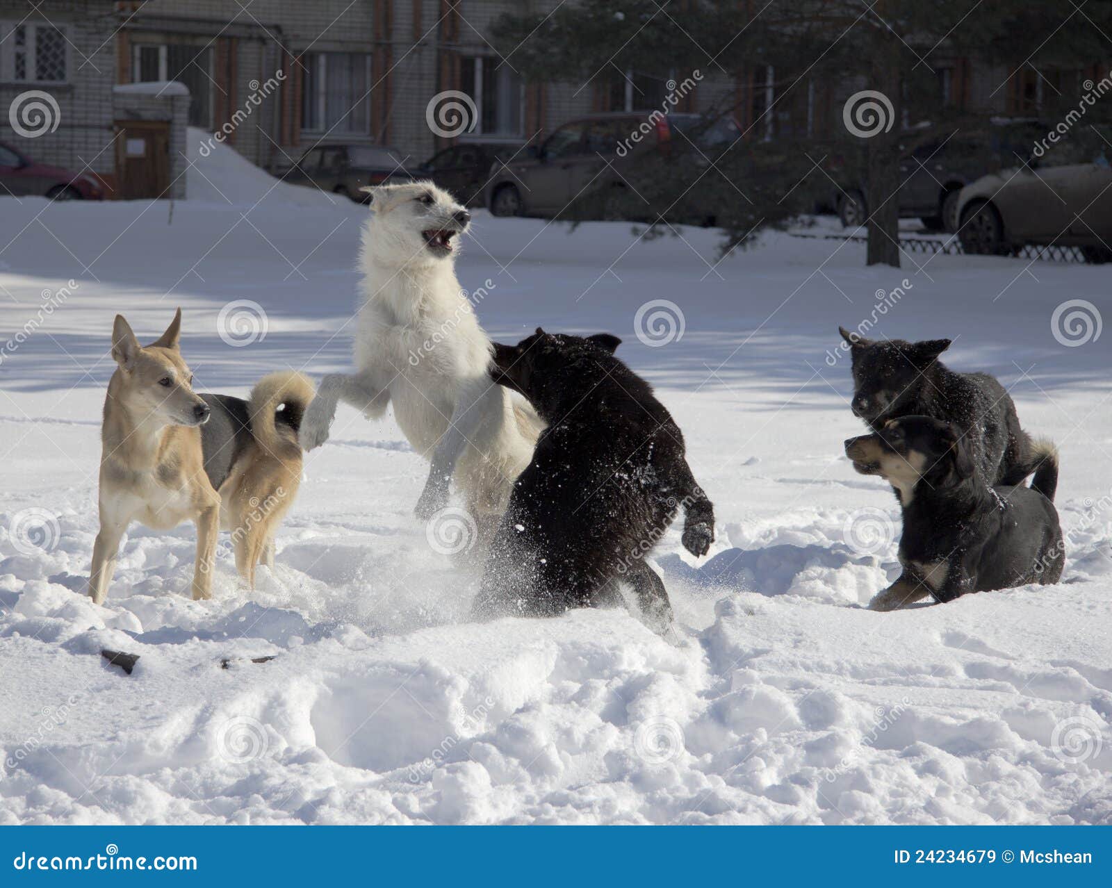 Dog fight stock image. Image of pack, winter, homeless - 24234679