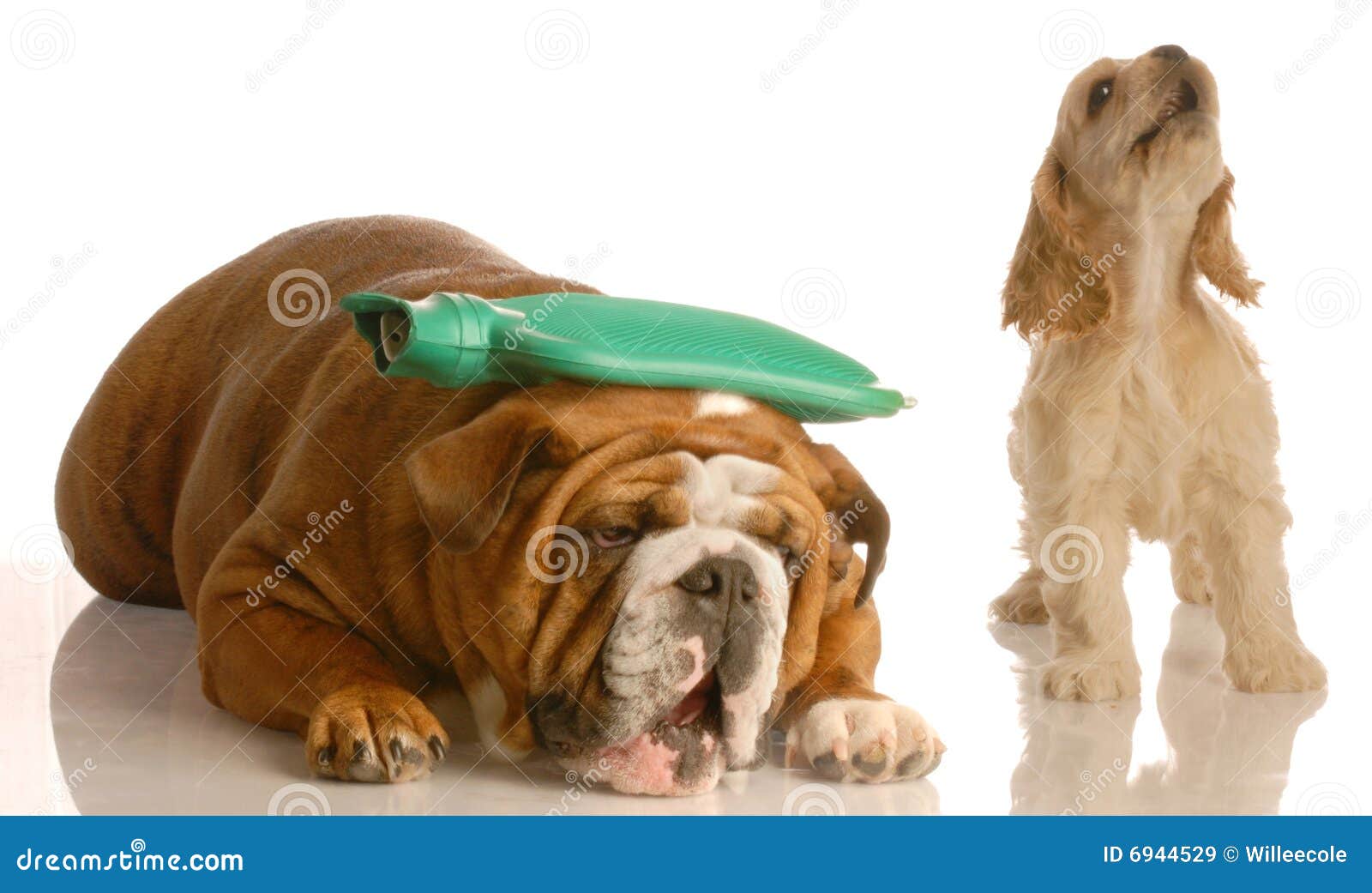Dog fight stock image. Image of health, friend, cute, comical - 6944529