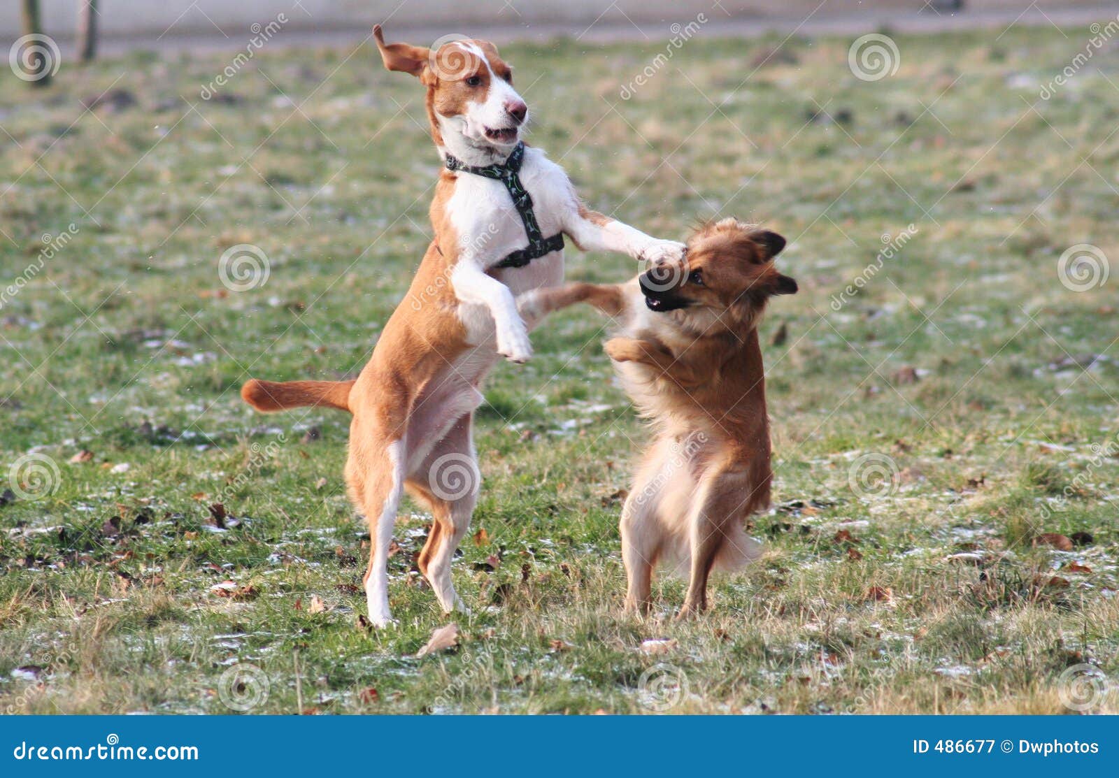 Dog fighting stock image. Image of ambience, fighting, puppies - 486677