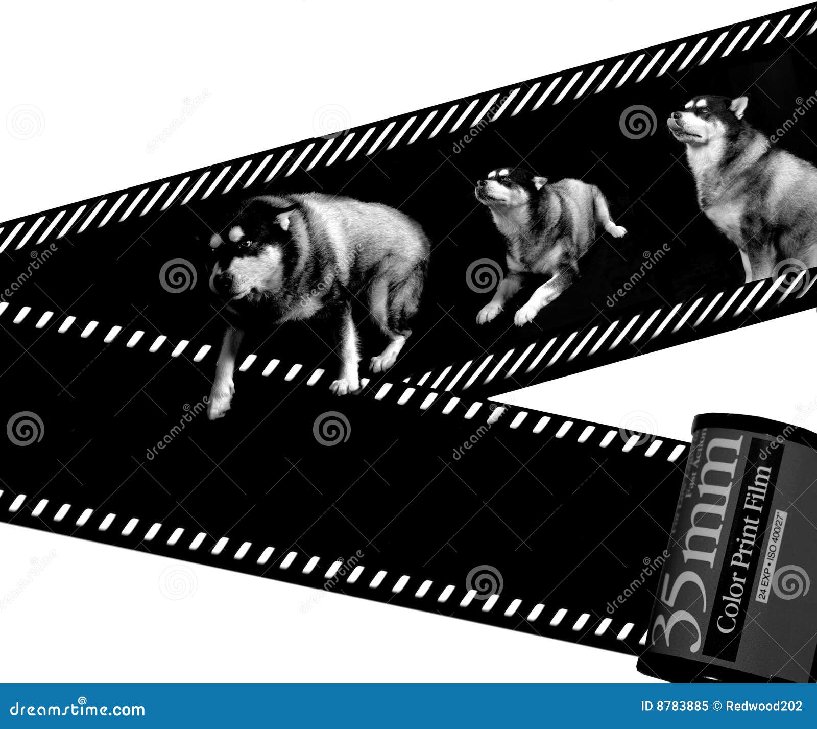 Dog and Filmstrip stock image. Image of canine, prowling - 8783885