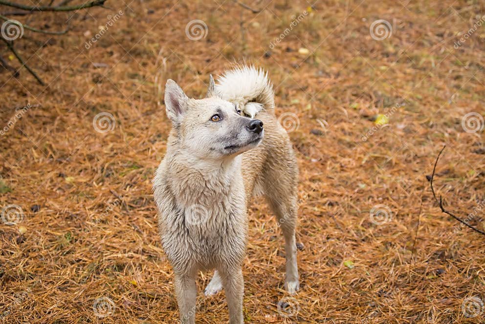Dog in the fir forest stock image. Image of pedigree - 79790905