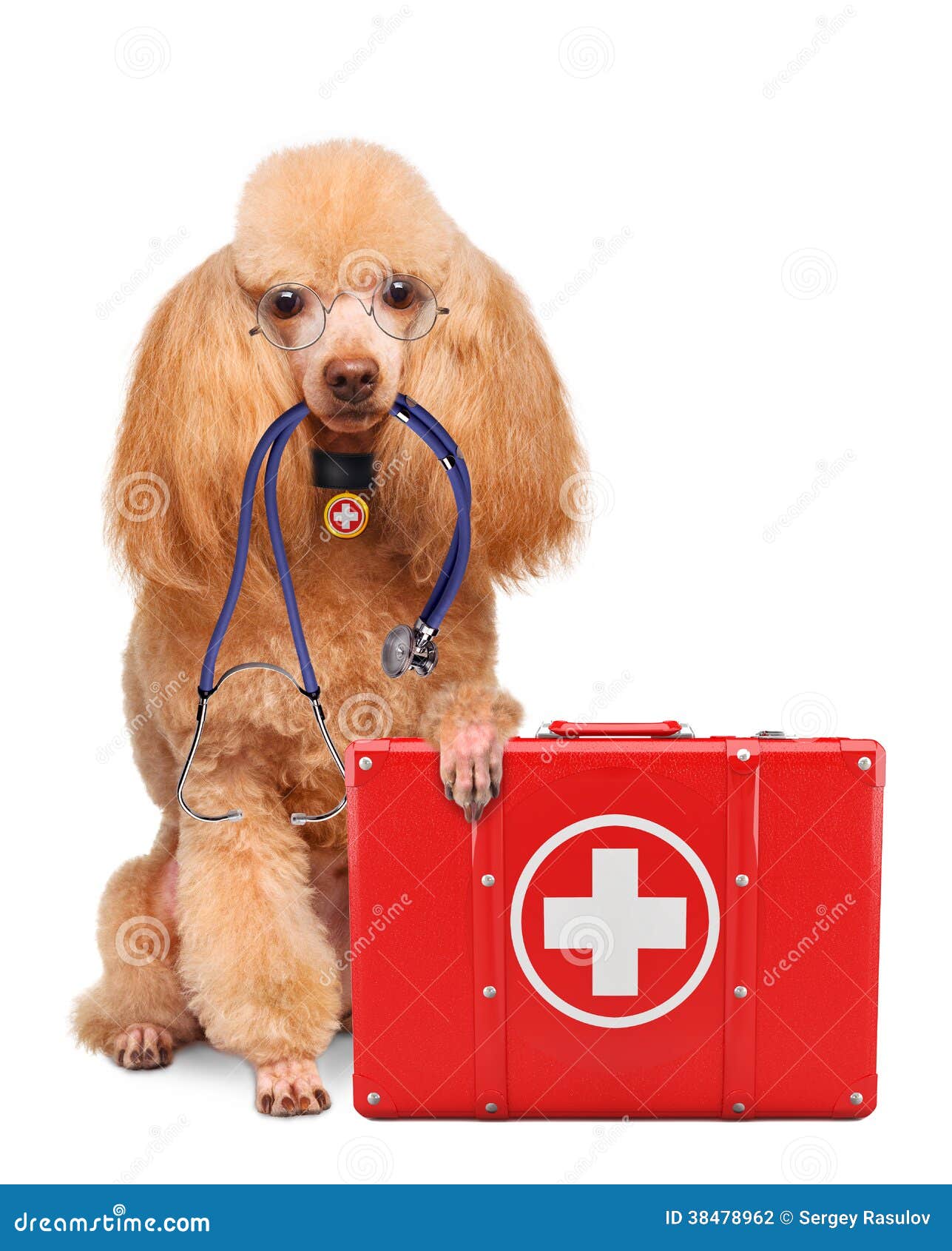 Dog with a first aid kit stock photo. Image of care, banner - 38478962