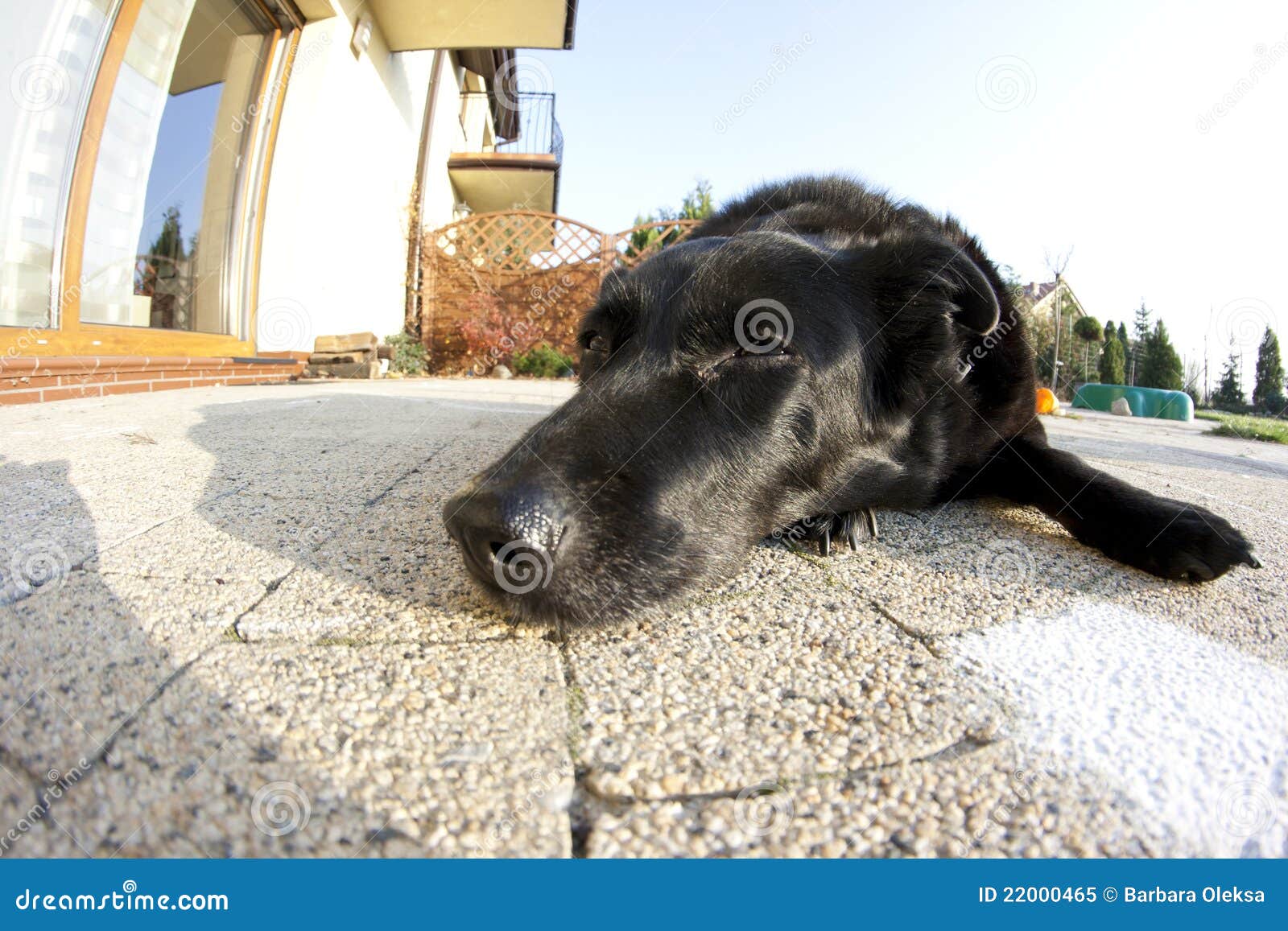 Dog in the fisheye view stock image. Image of house, cute - 22000465