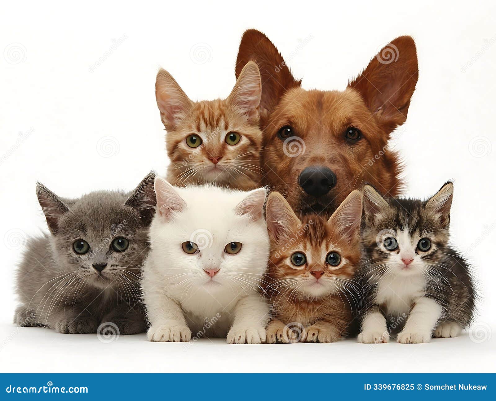 A Dog and Five Kittens Looking at the Camera Stock Illustration ...