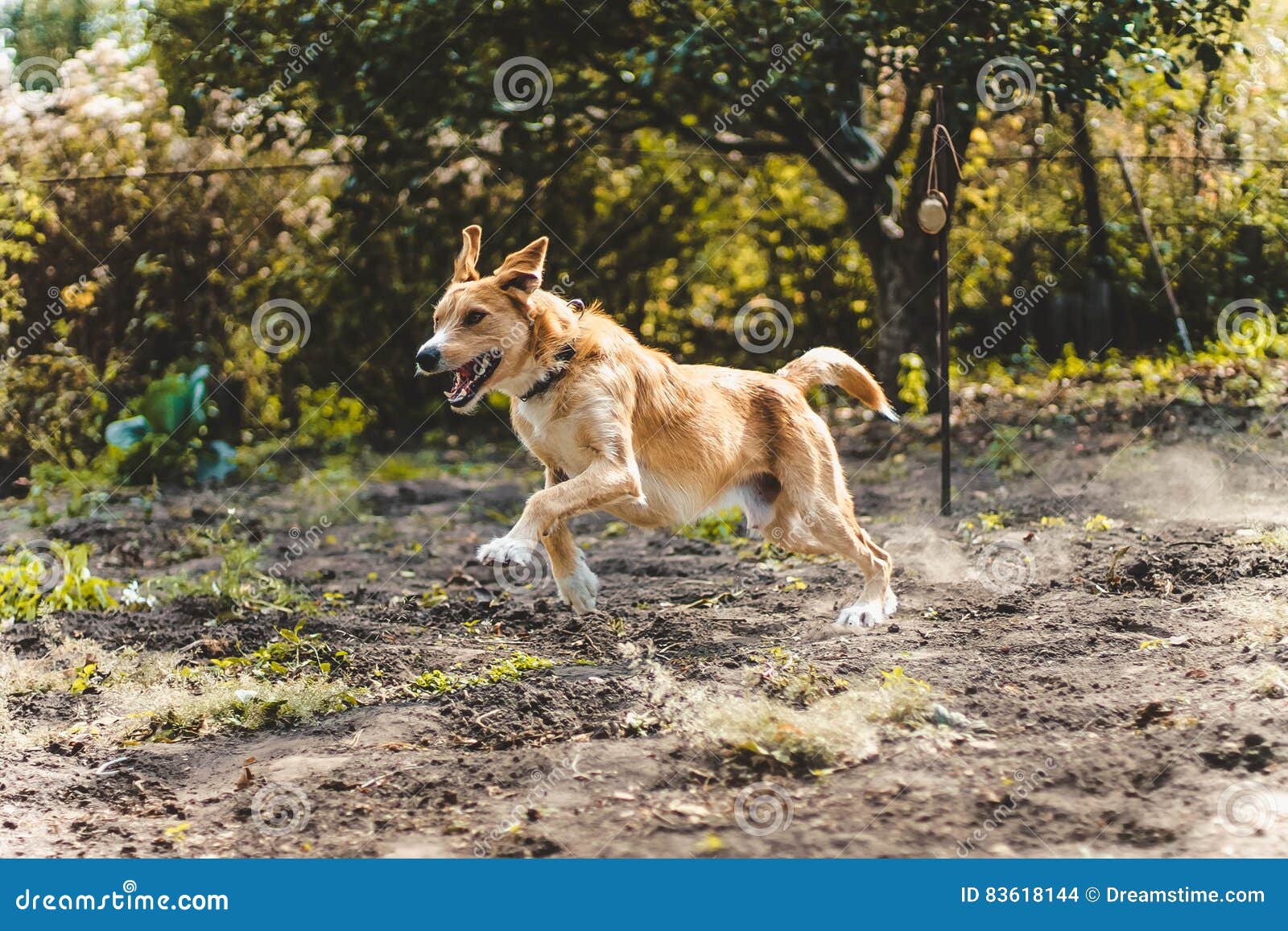 Dog in flight stock photo. Image of dogs, smart, person - 83618144