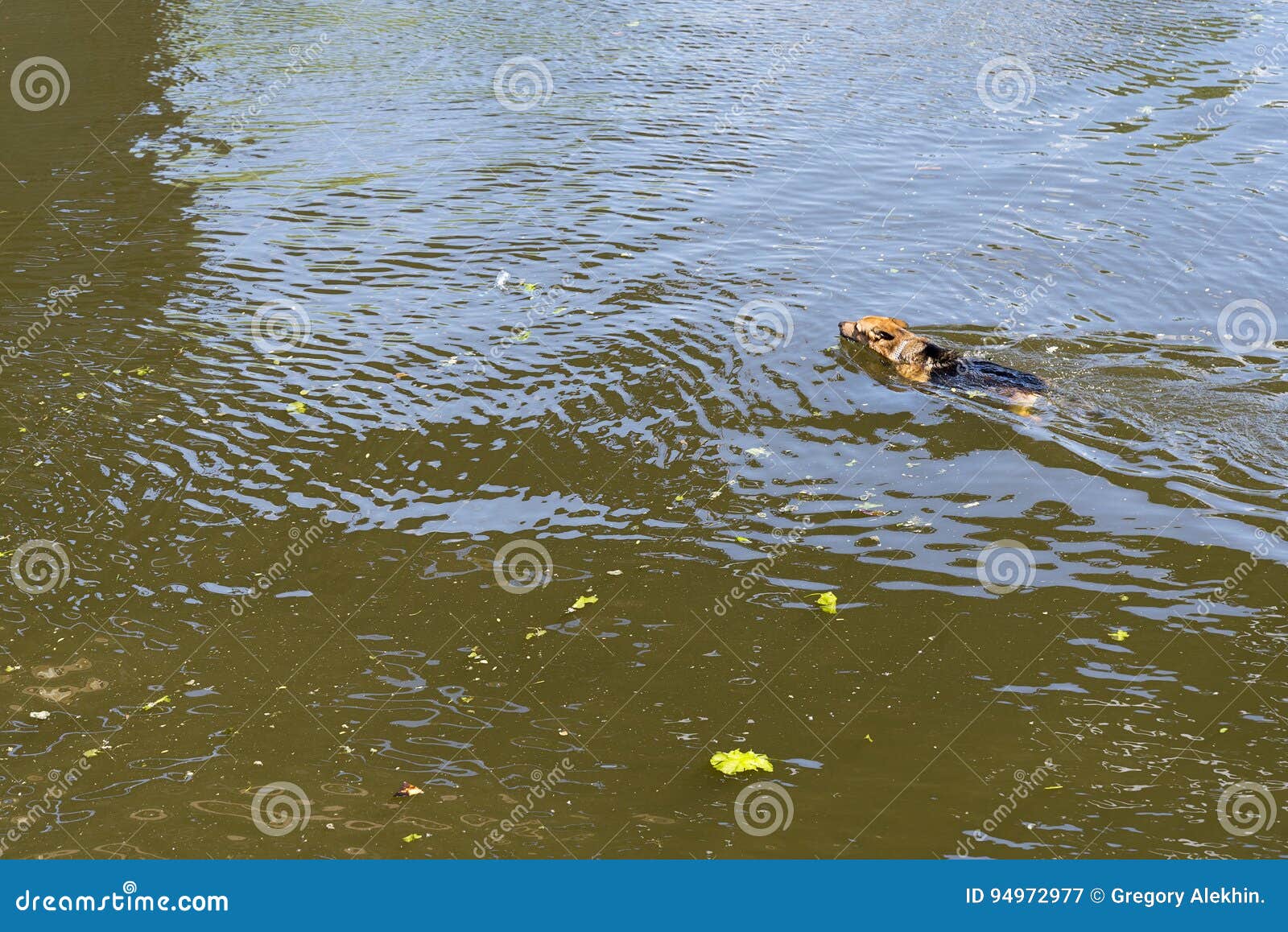 Dog floating on the water. stock image. Image of nature - 94972977