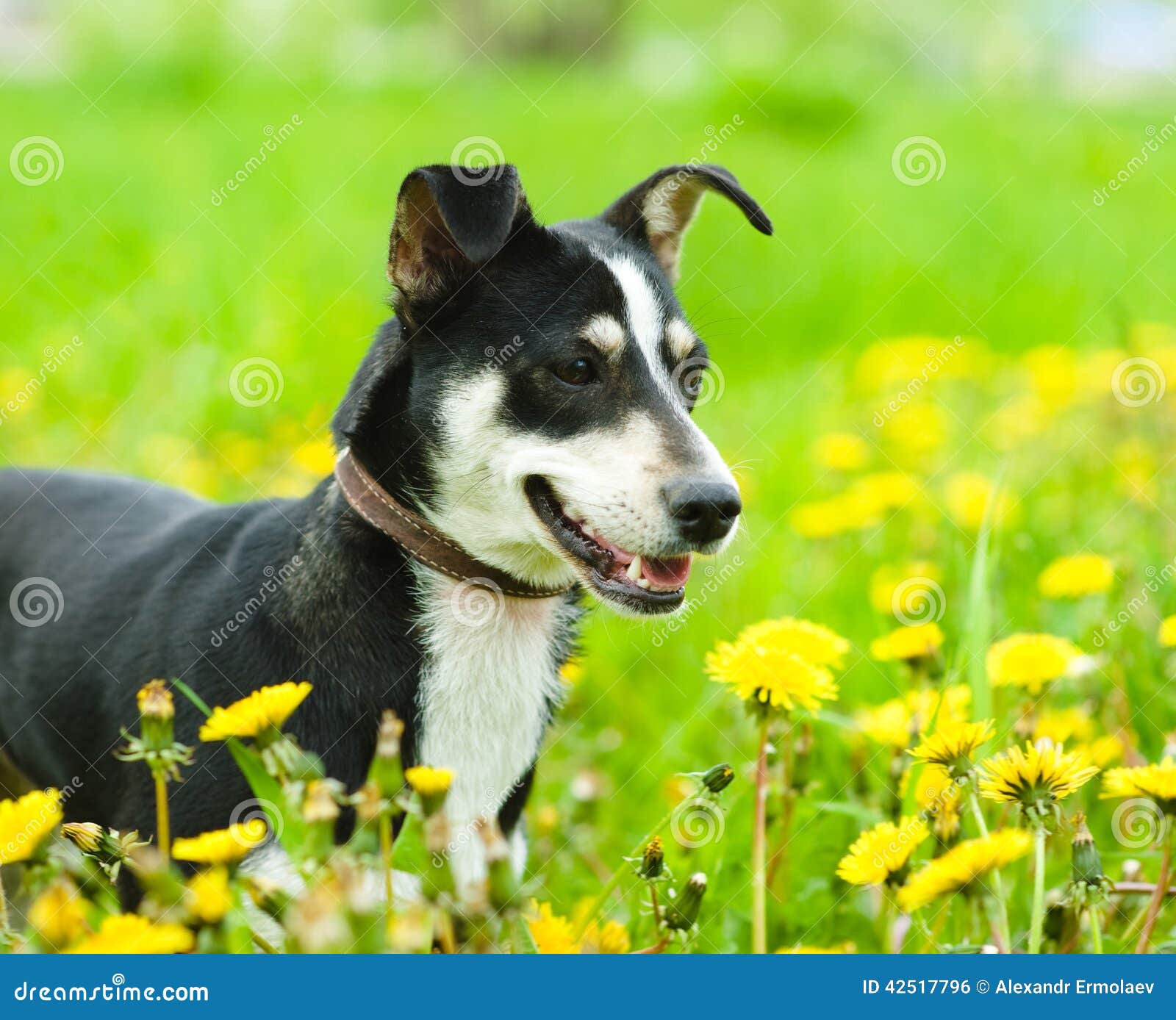 Dog in Flower Field of Dandelions Stock Photo - Image of flower, animal ...