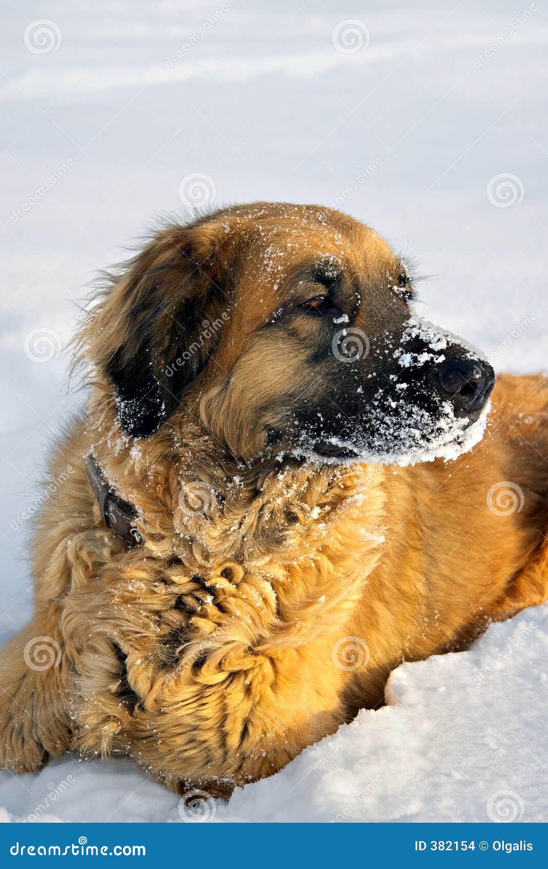Dog on a fluffy snow stock photo. Image of mammal, puppy - 382154