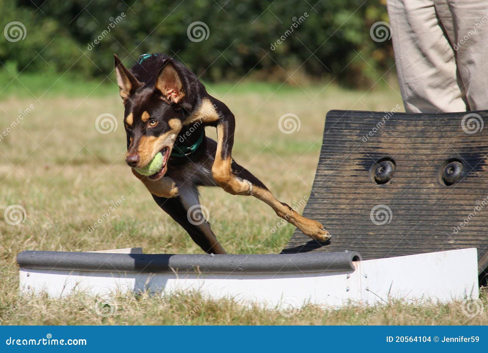 448 Canine Flyball Stock Photos - Free & Royalty-Free Stock Photos from ...