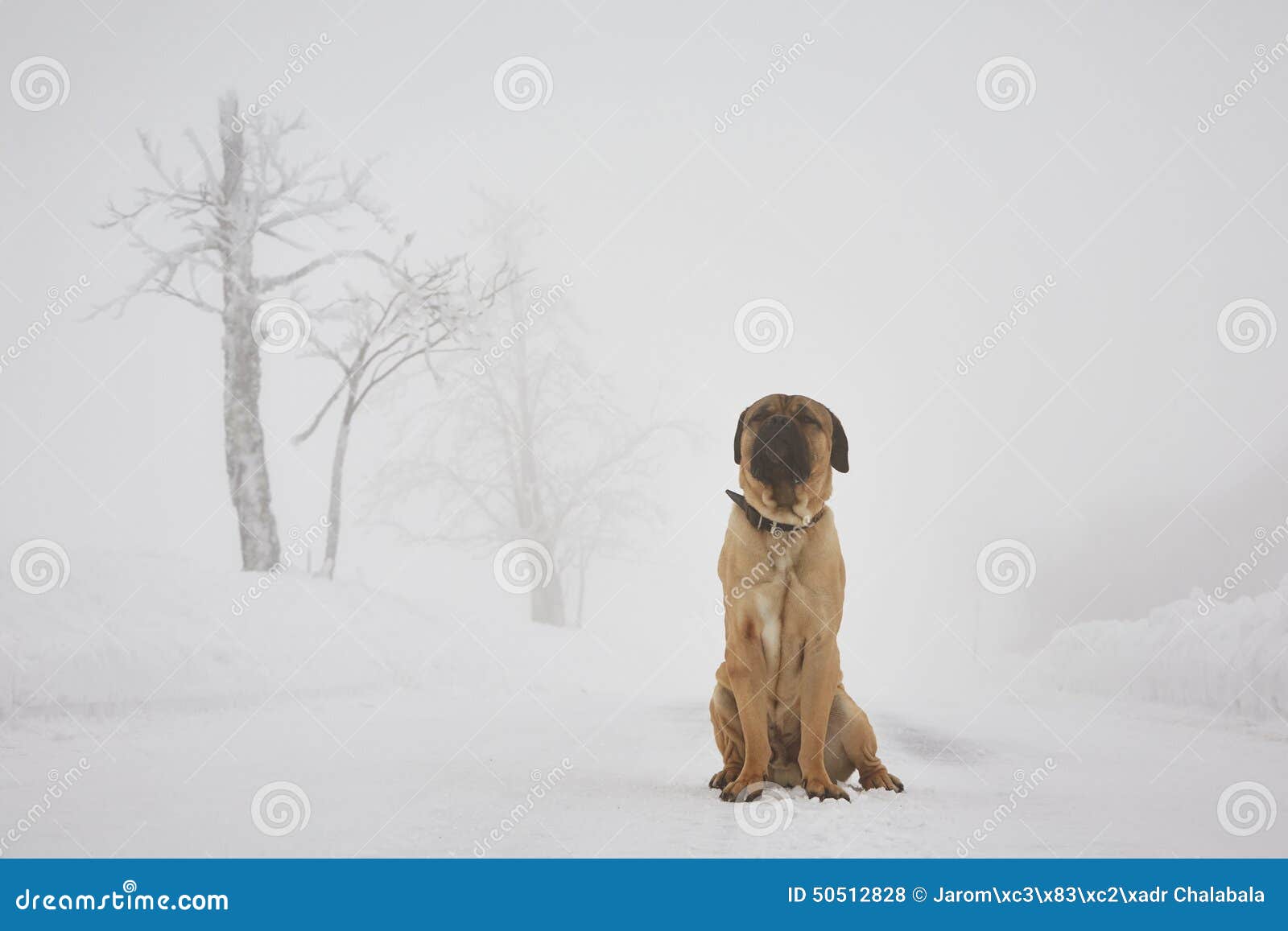 Dog in fog stock photo. Image of giant, beautiful, animal - 50512828
