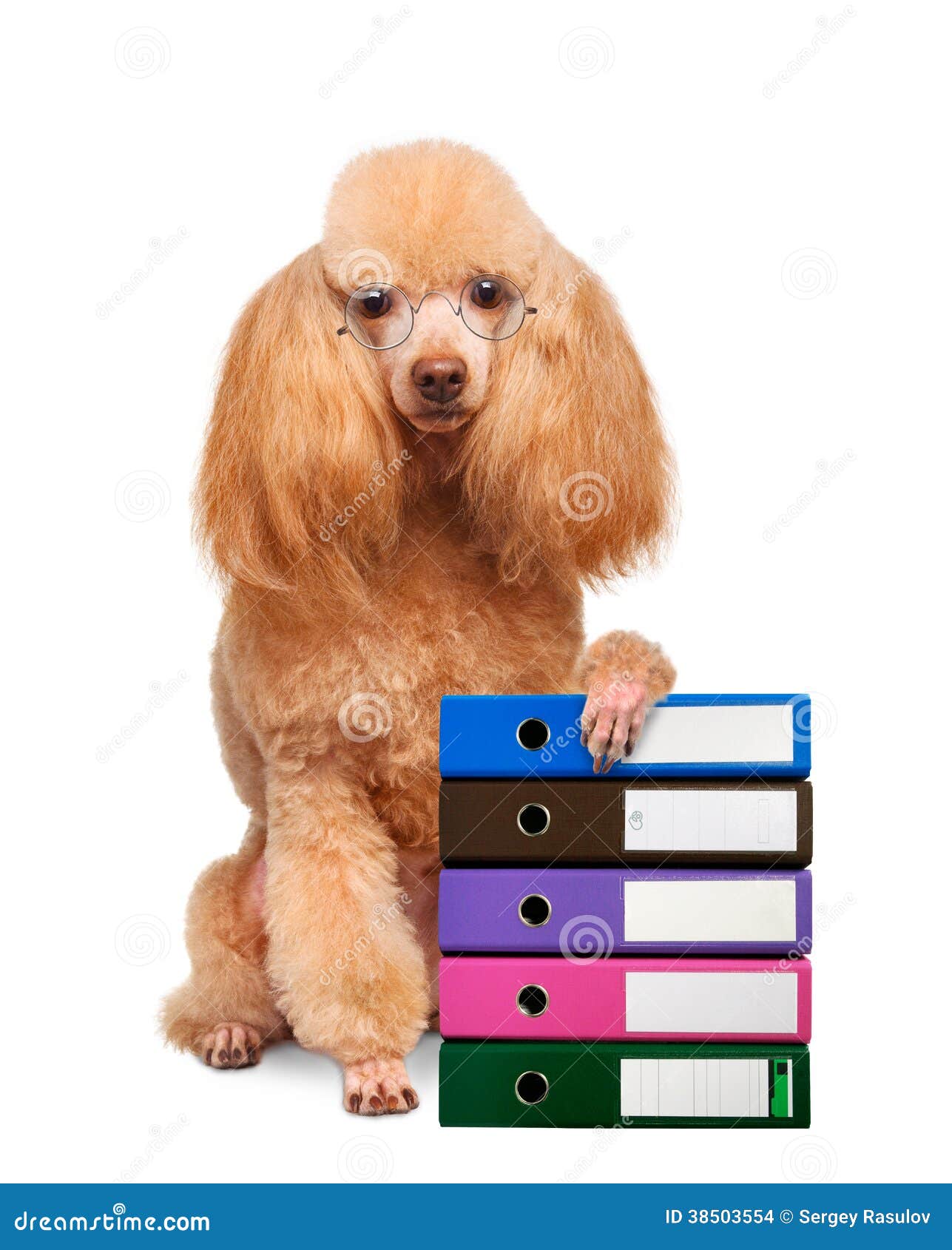 Dog with Folders of Documents Stock Photo - Image of doggy, puppy: 38503554