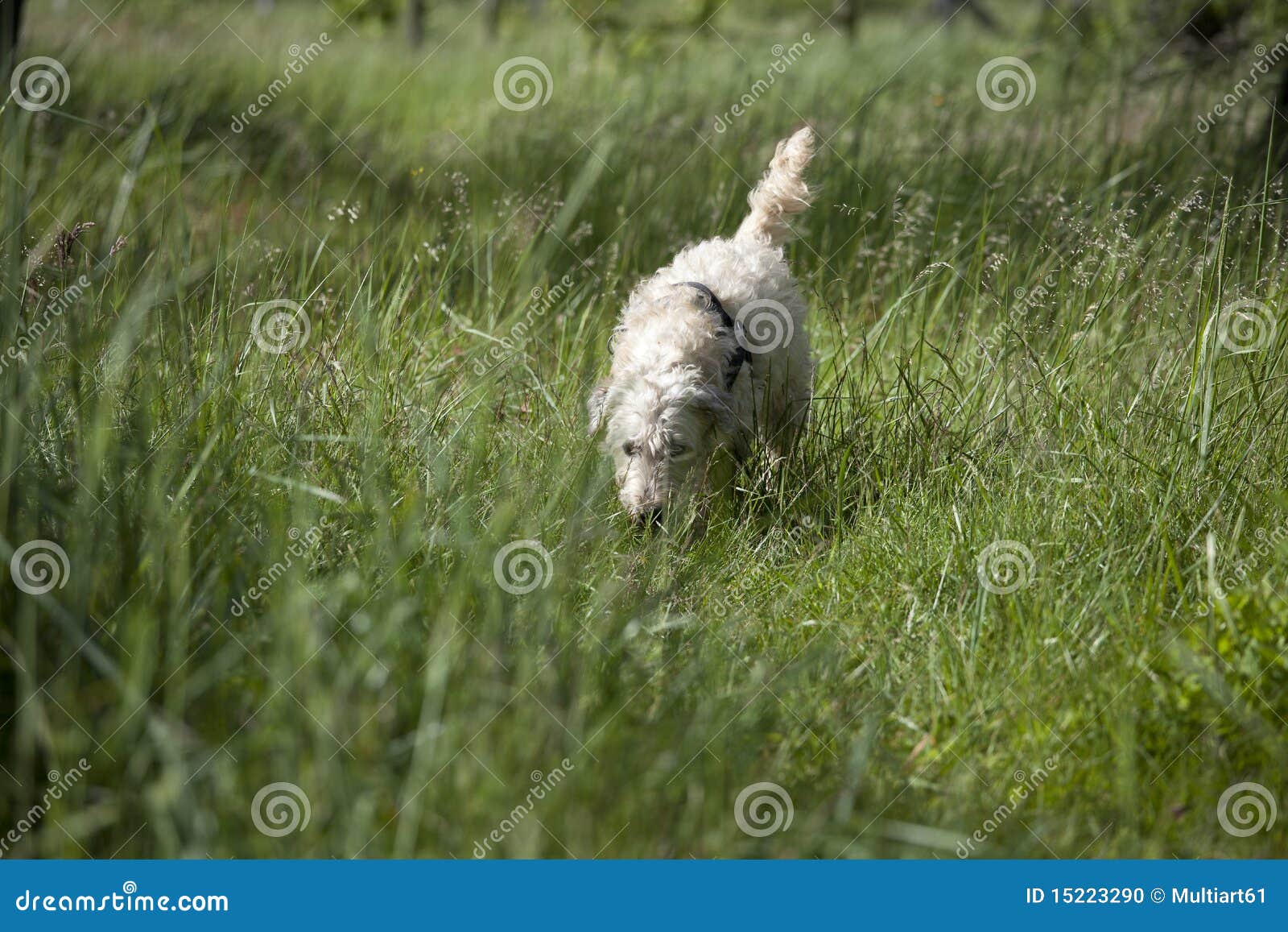 Dog following a trace stock photo. Image of tail, nose - 15223290