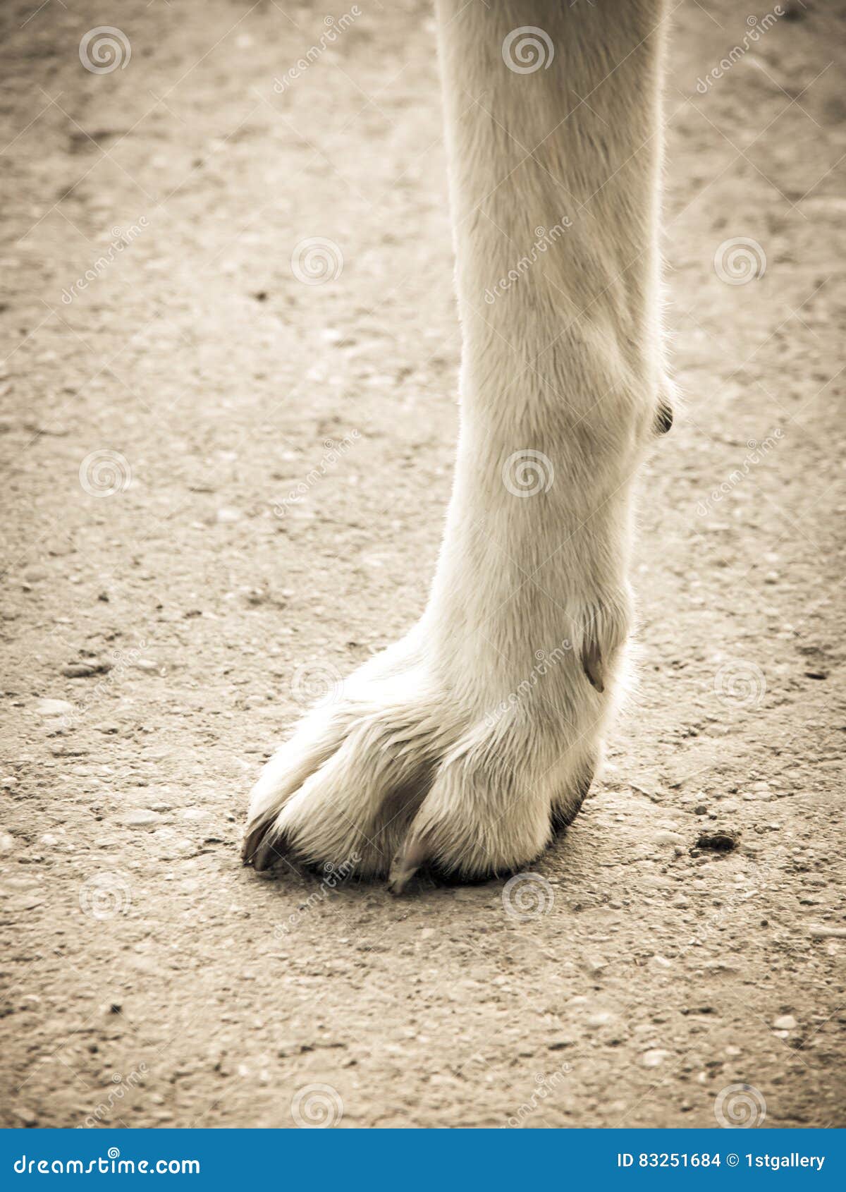 Dog foot stock photo. Image of foreleg, dogs, claw, feet - 83251684