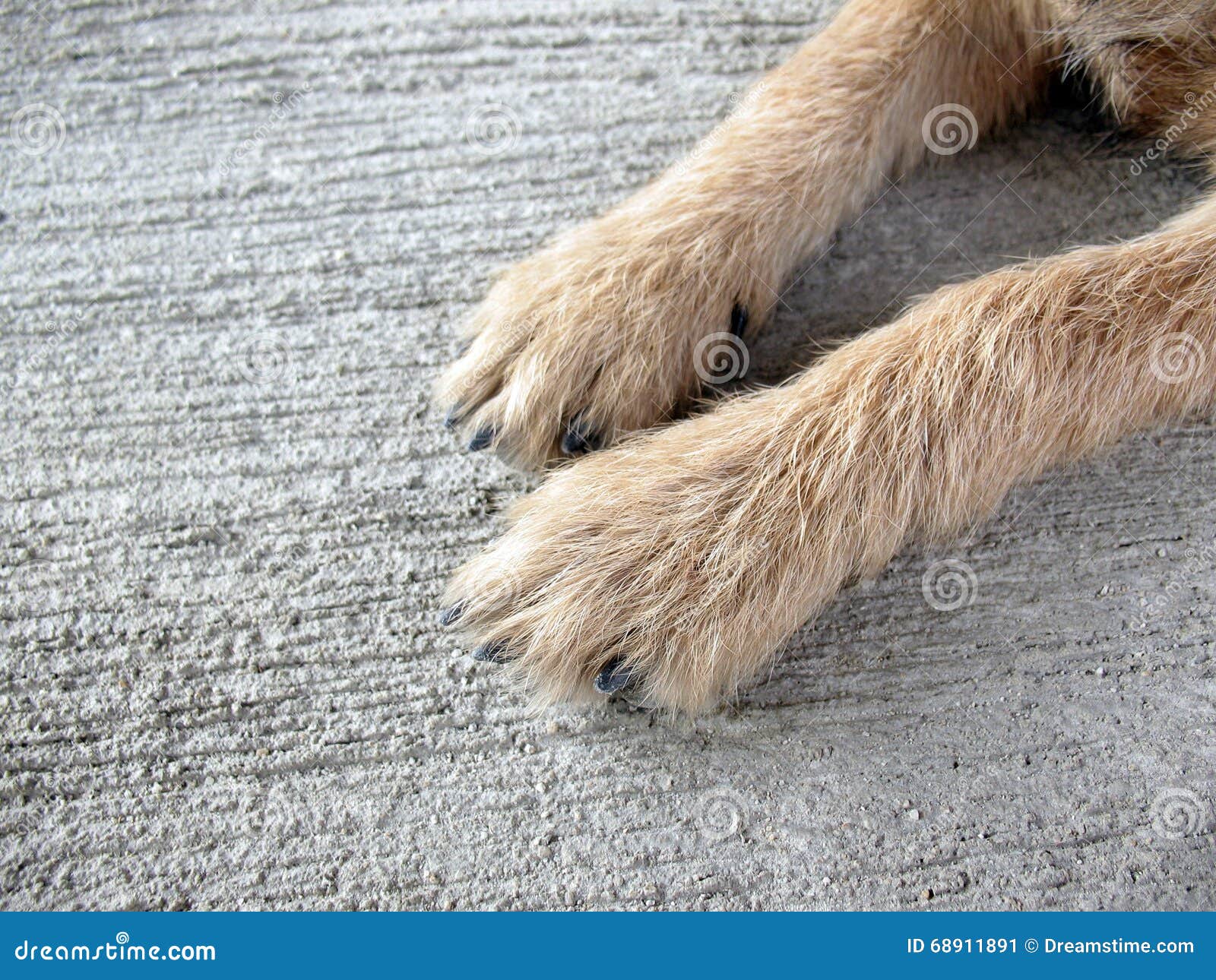 Dog foot on floor stock image. Image of mark, nails, puppy - 68911891