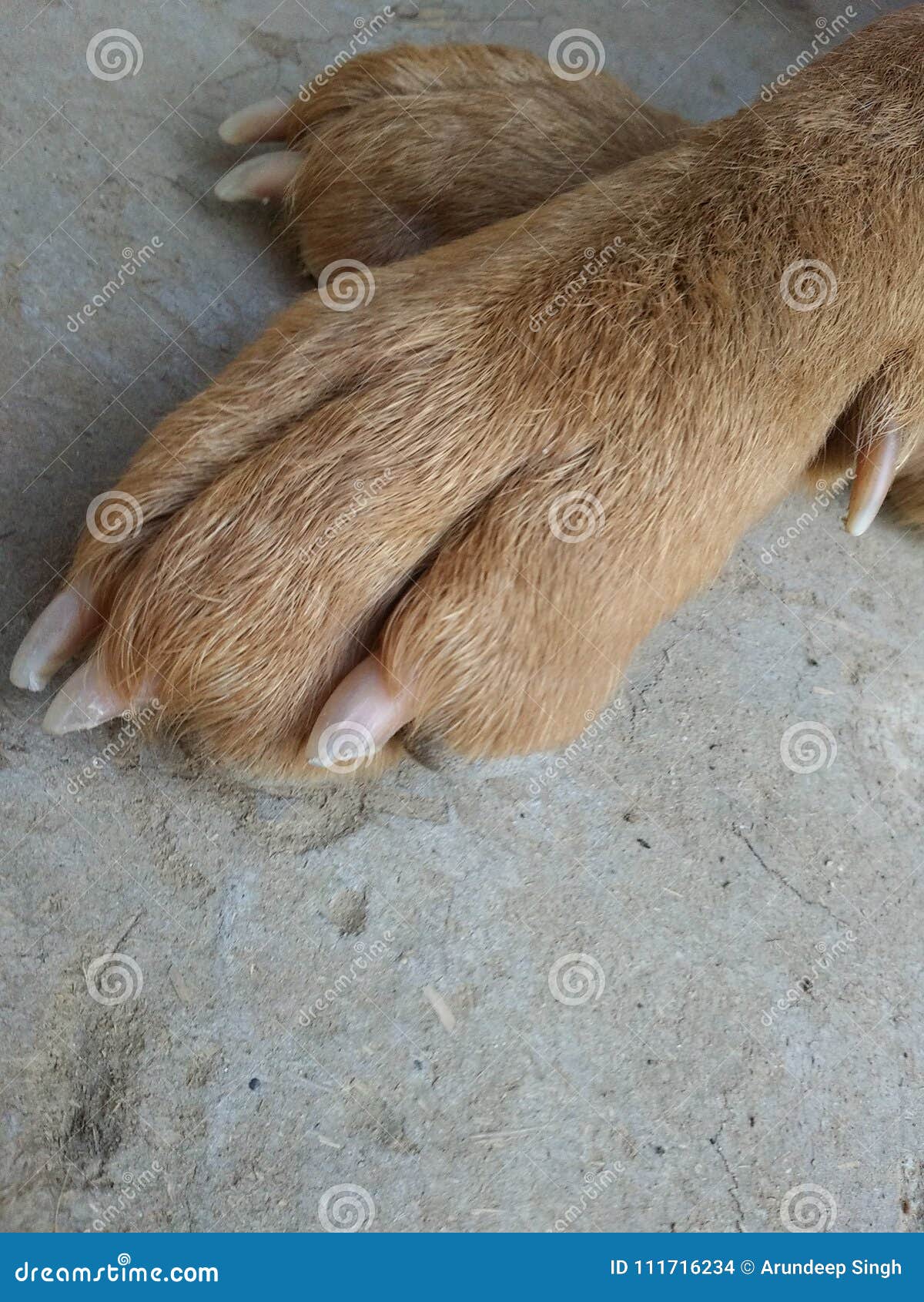 Dog Foot stock photo. Image of closeup, nails, foot - 111716234